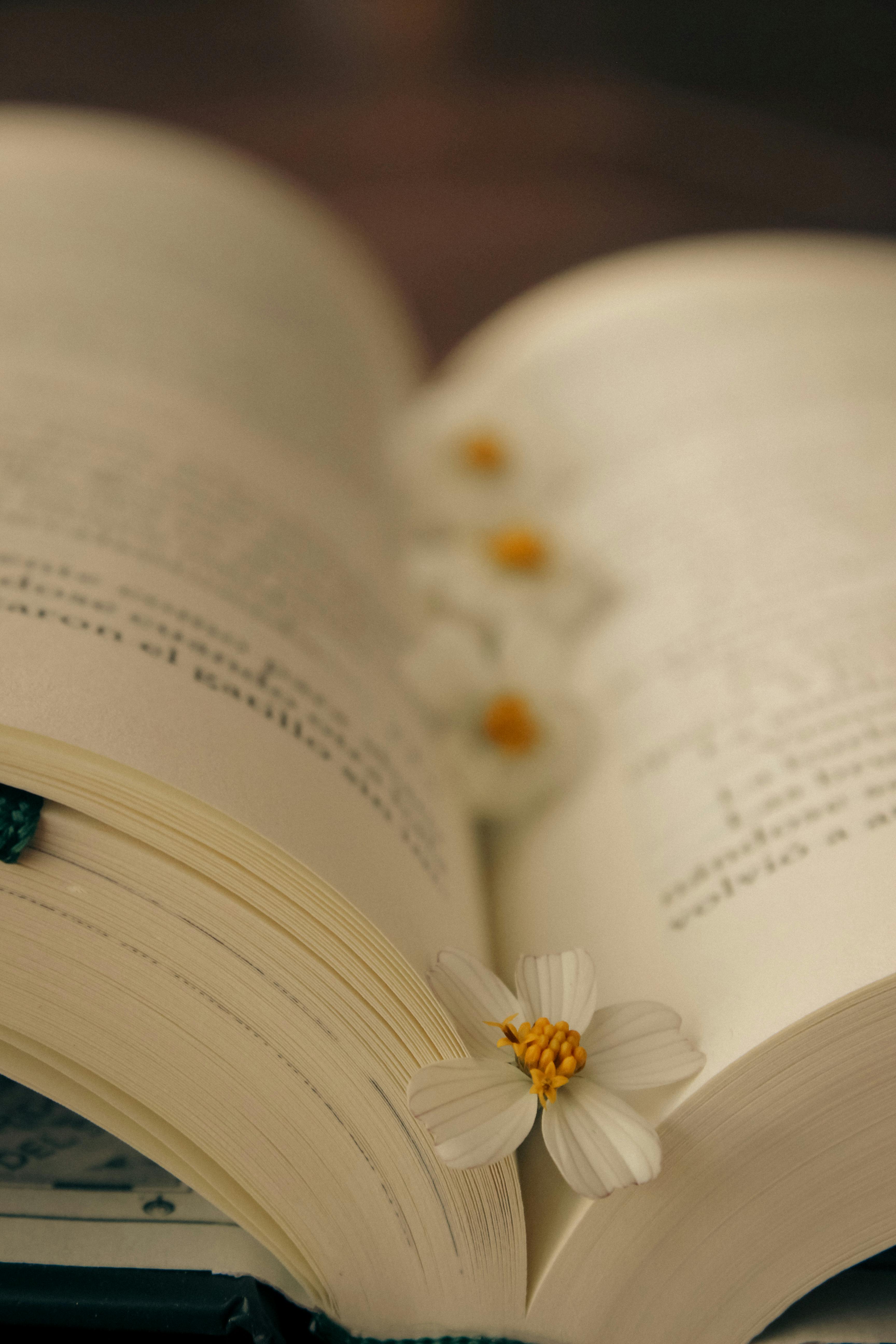 Romantic Interlude Photos, Download The BEST Free Romantic Interlude ...