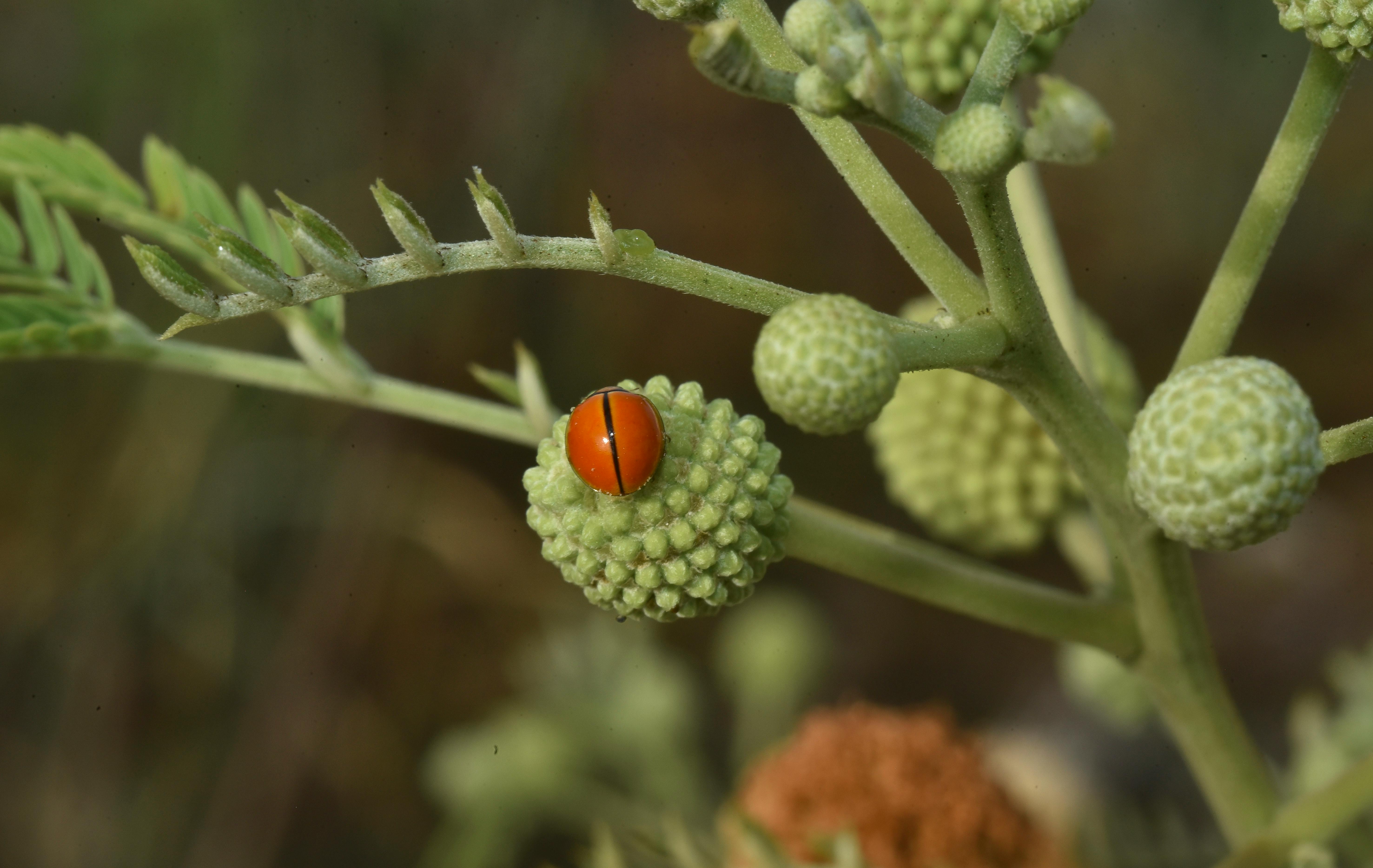 Close-up of Insect on Acacia Plant in Nature · Free Stock Photo