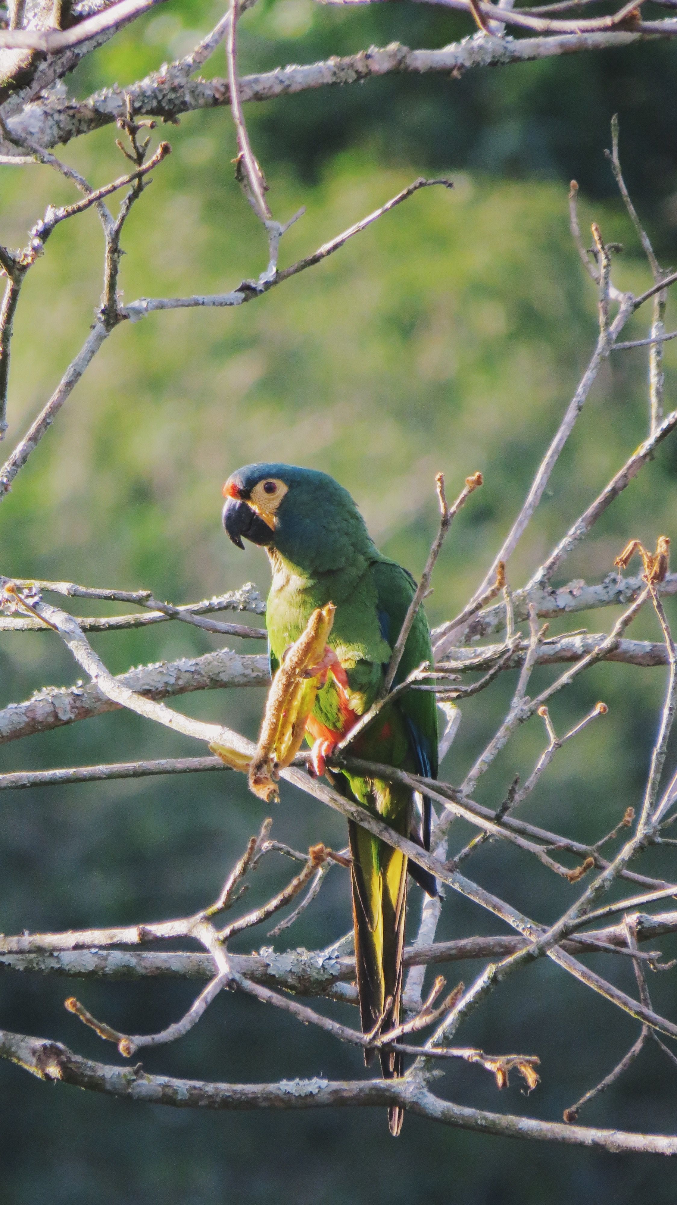 Vibrant Green Parrot in Tree, Minas Gerais Brazil · Free Stock Photo