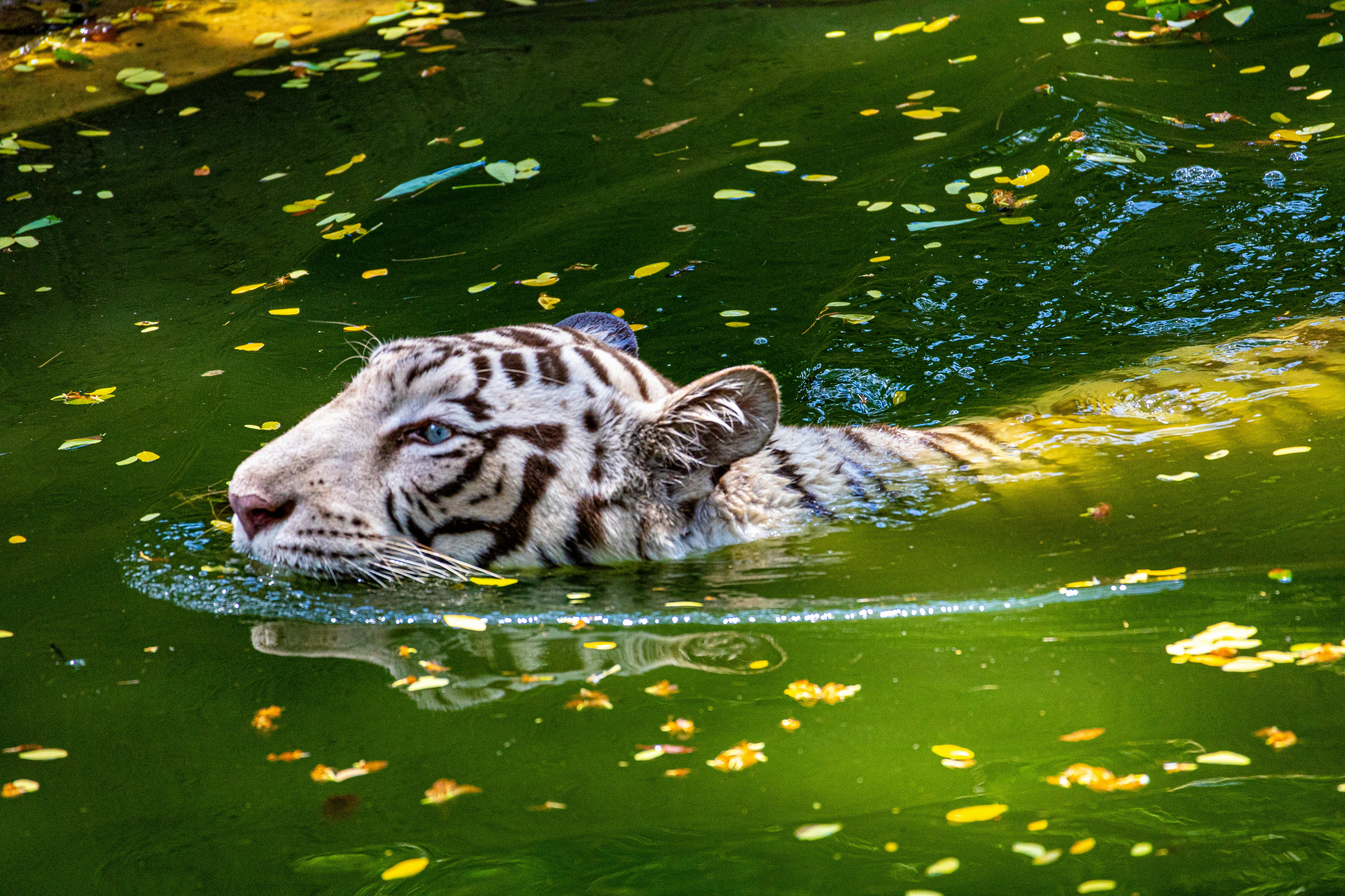 Majestic White Tiger Swimming in Lush Green Water · Free Stock Photo