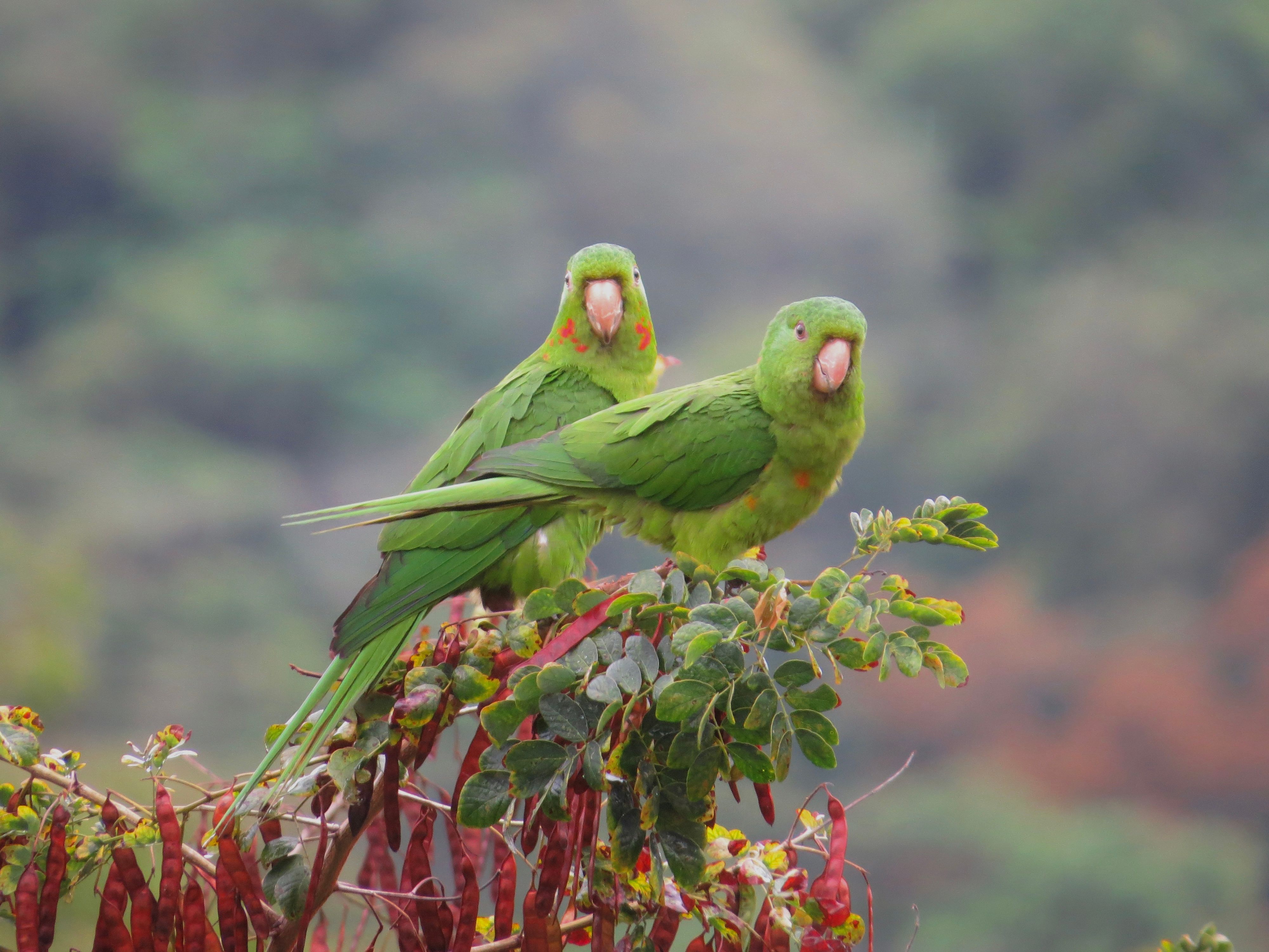 Vibrant Parakeets on Tropical Foliage · Free Stock Photo