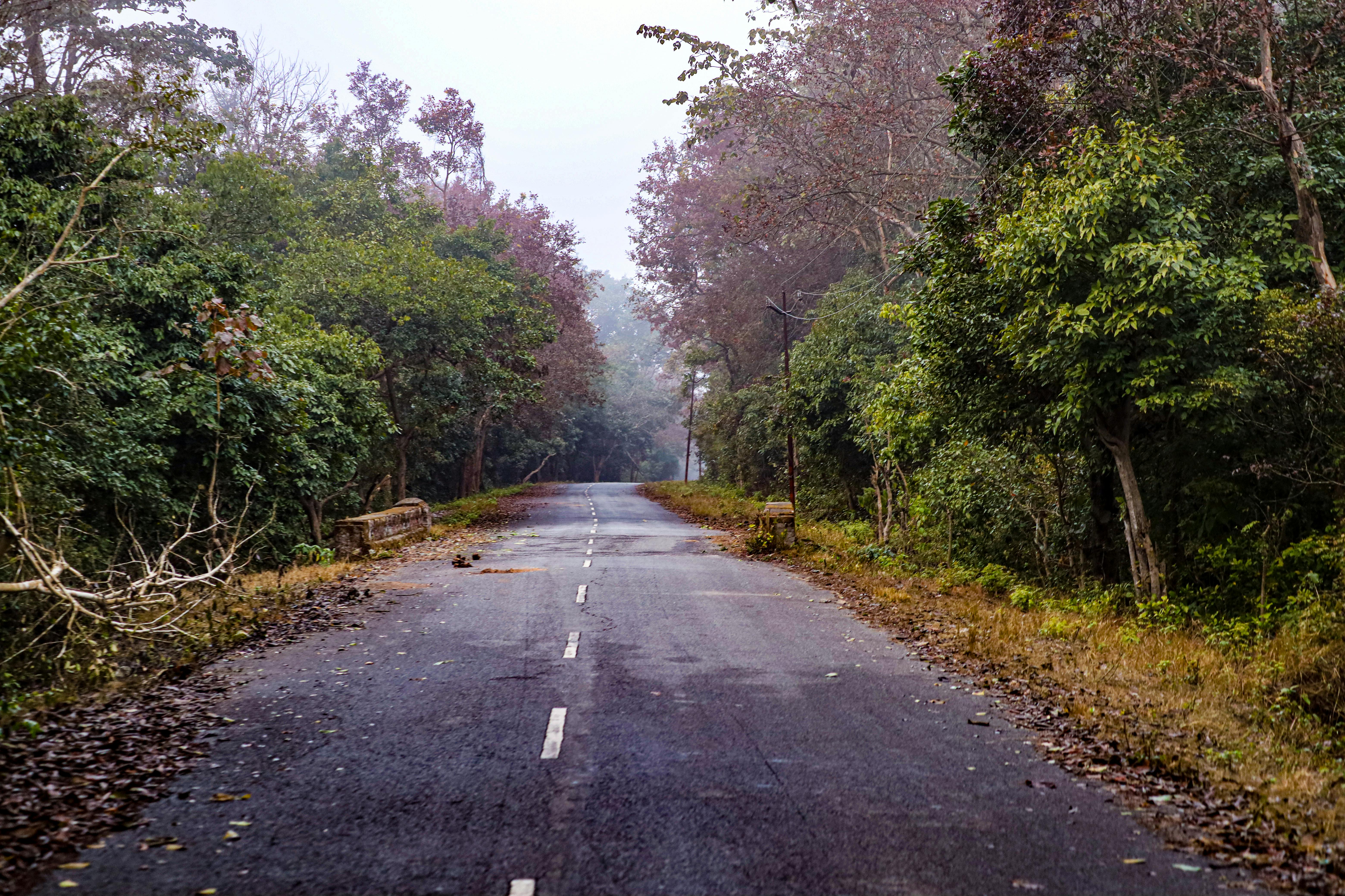 Jalan Berkabut Di Lanskap Hutan Yang Rimbun · Foto Stok Gratis