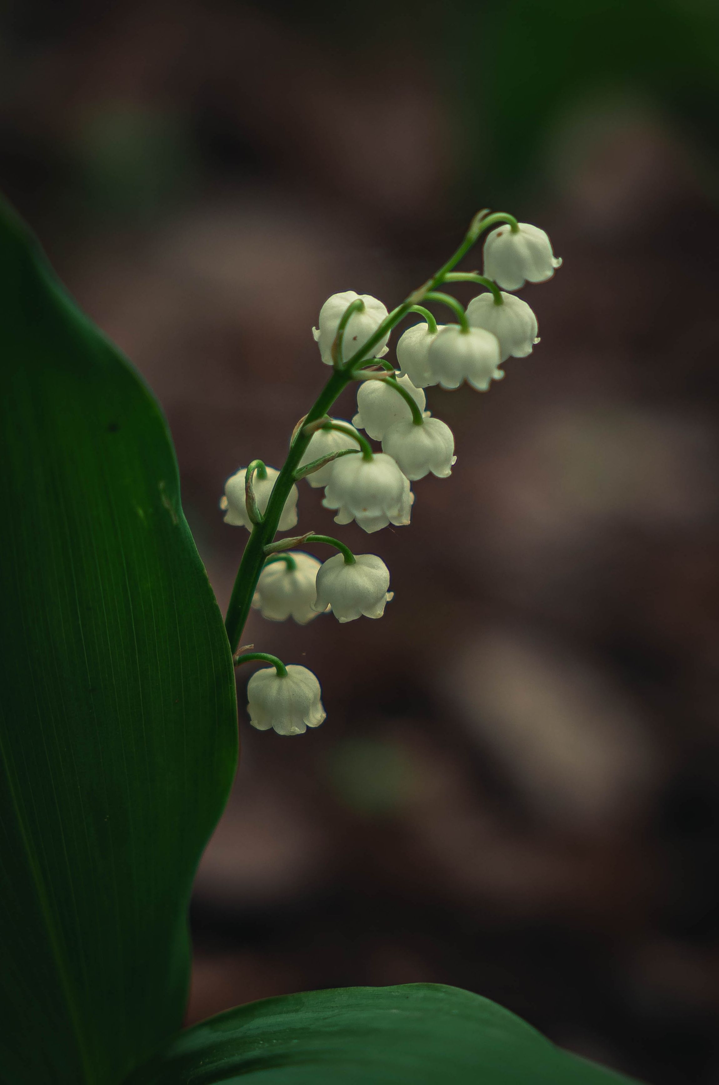 Symbol Of Humility Photos, Download The BEST Free Symbol Of Humility ...