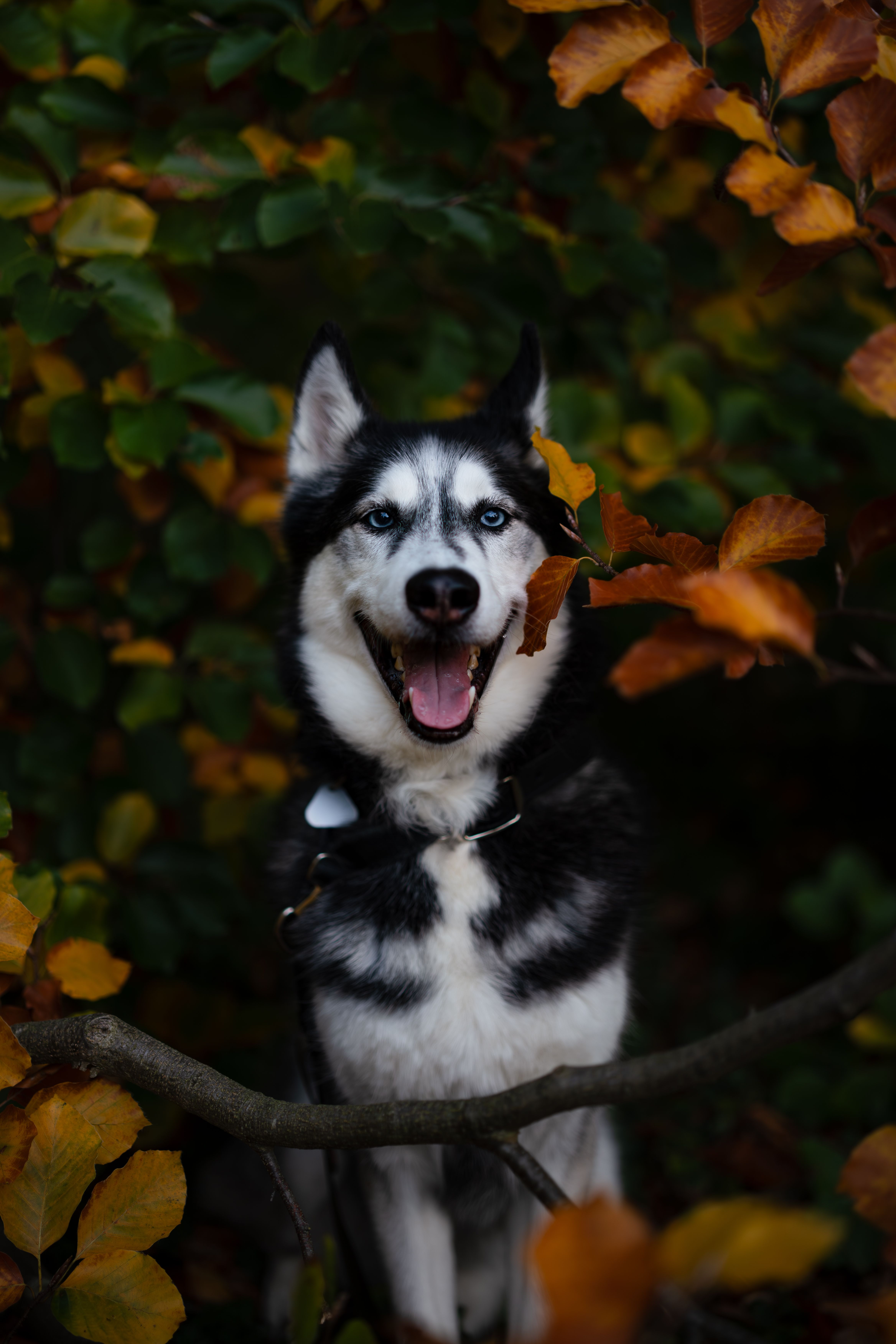 Charming Husky in Vibrant Autumn Foliage · Free Stock Photo