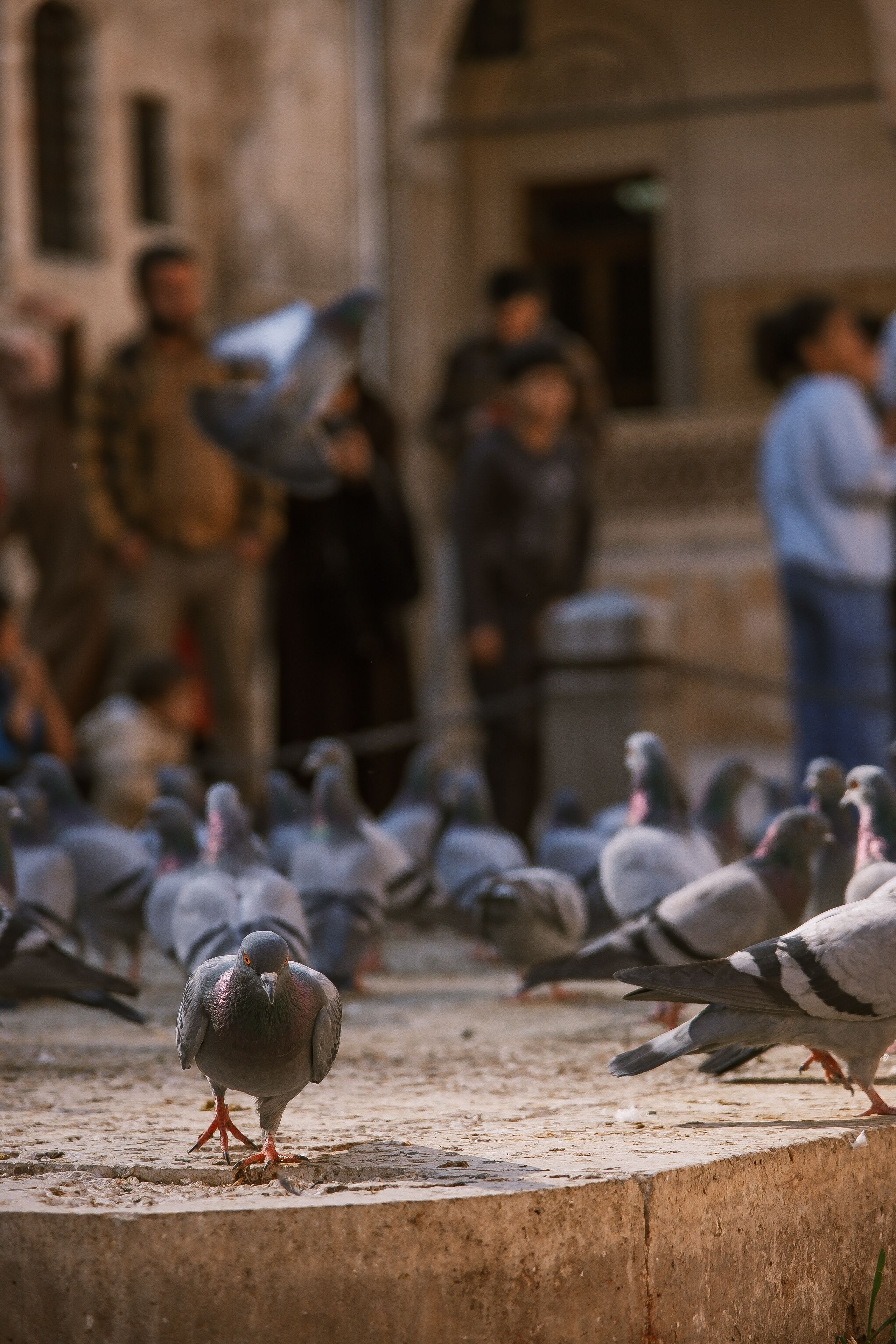 Praça Da Cidade Com Bando De Pombos E Pessoas · Foto profissional gratuita