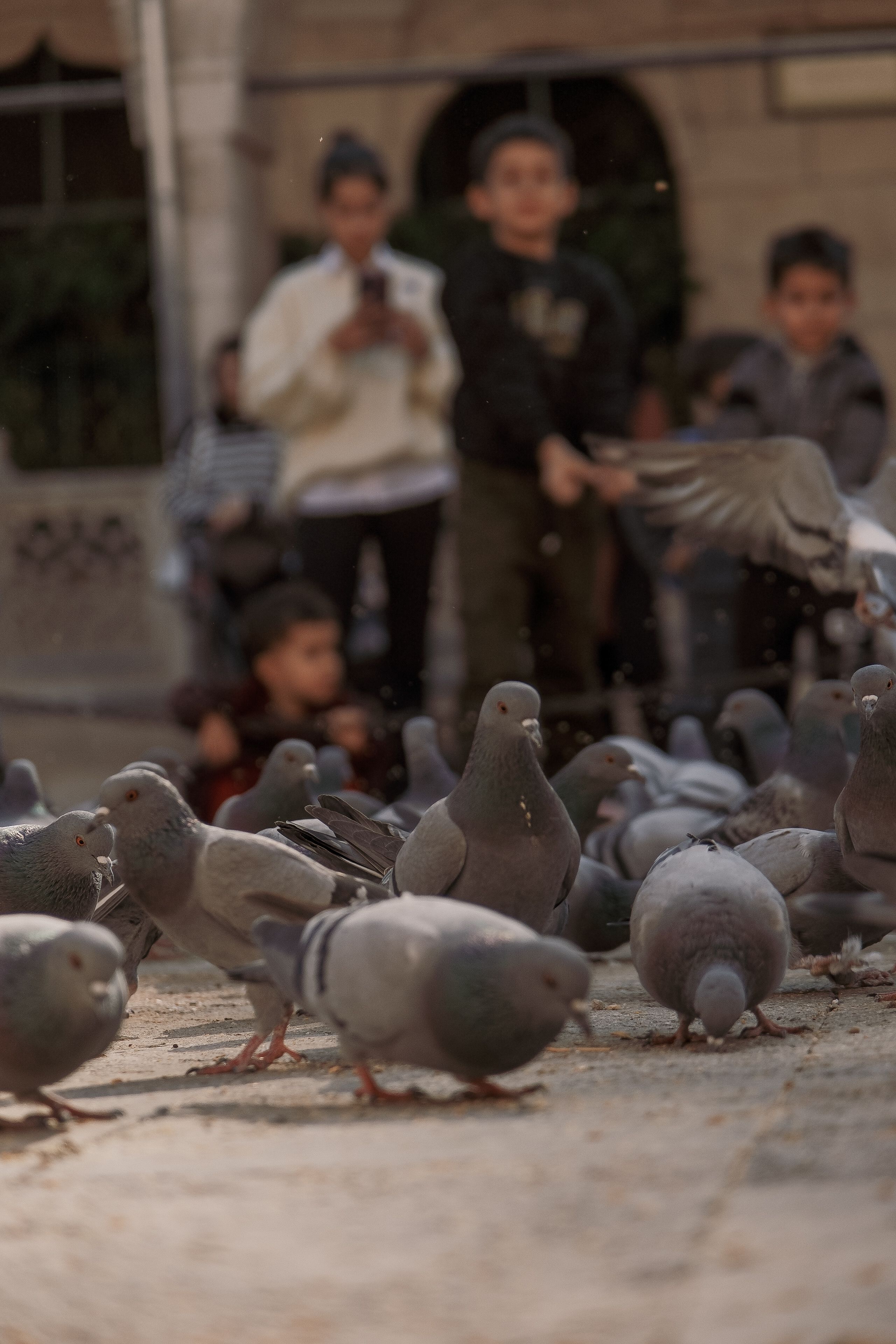 Children Feeding Pigeons in a City Square · Free Stock Photo
