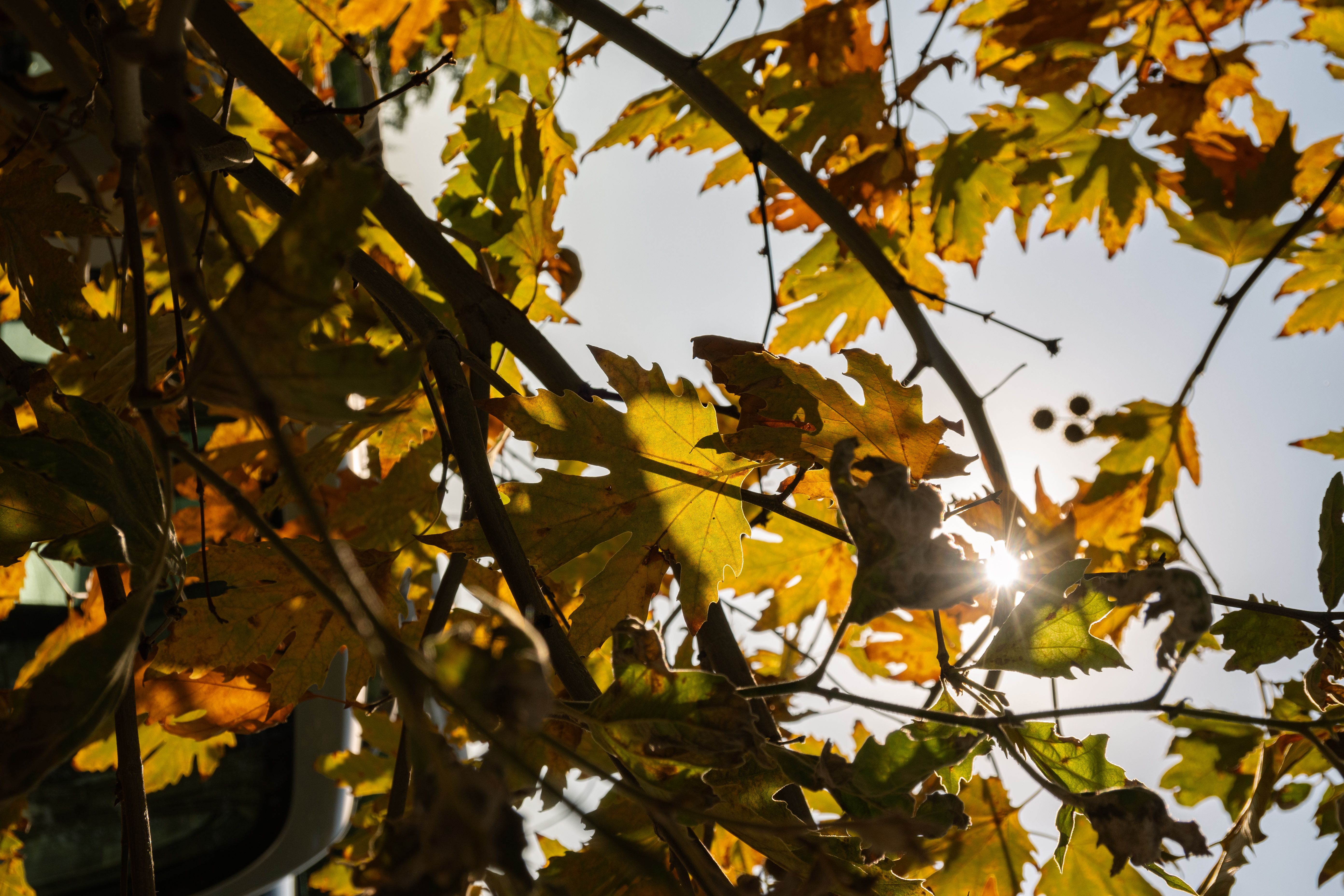 La Luz Del Sol Filtrándose A Través De Las Hojas De Arce Otoñal · Foto ...