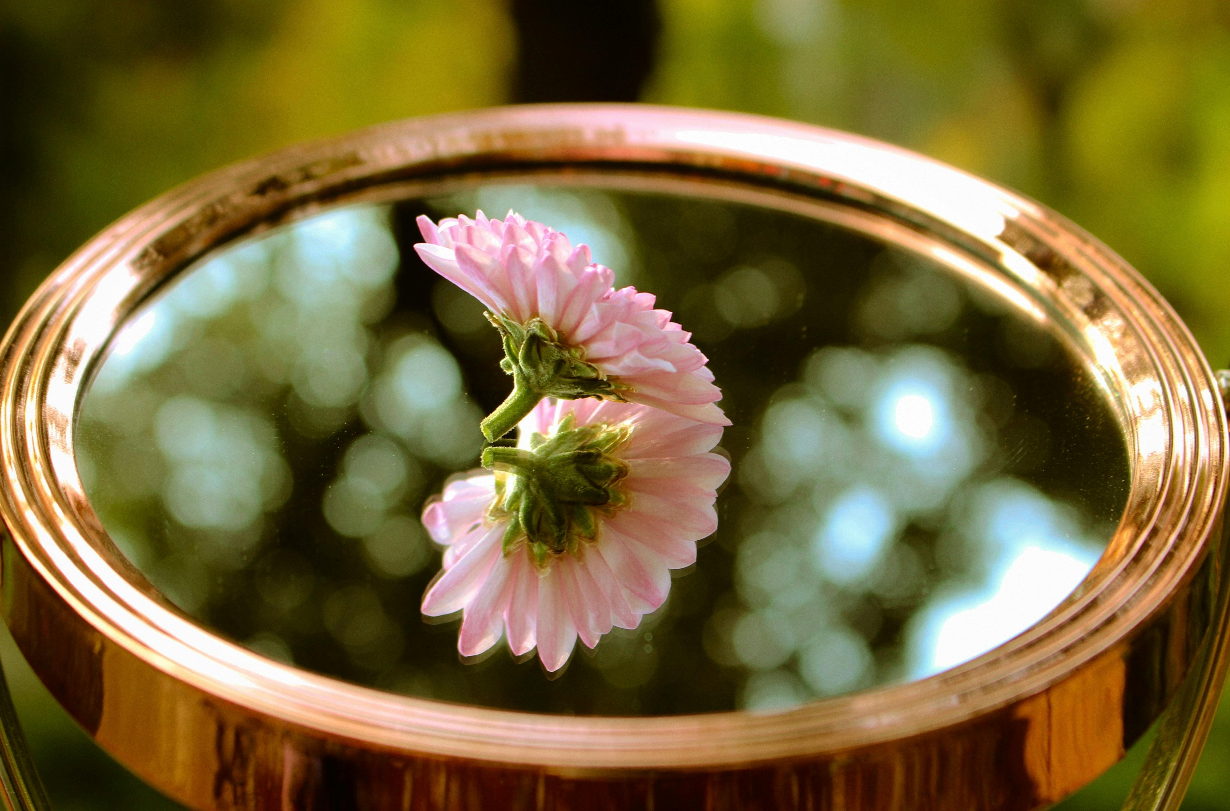 Zen Spring Photos, Download The BEST Free Zen Spring Stock Photos & HD ...