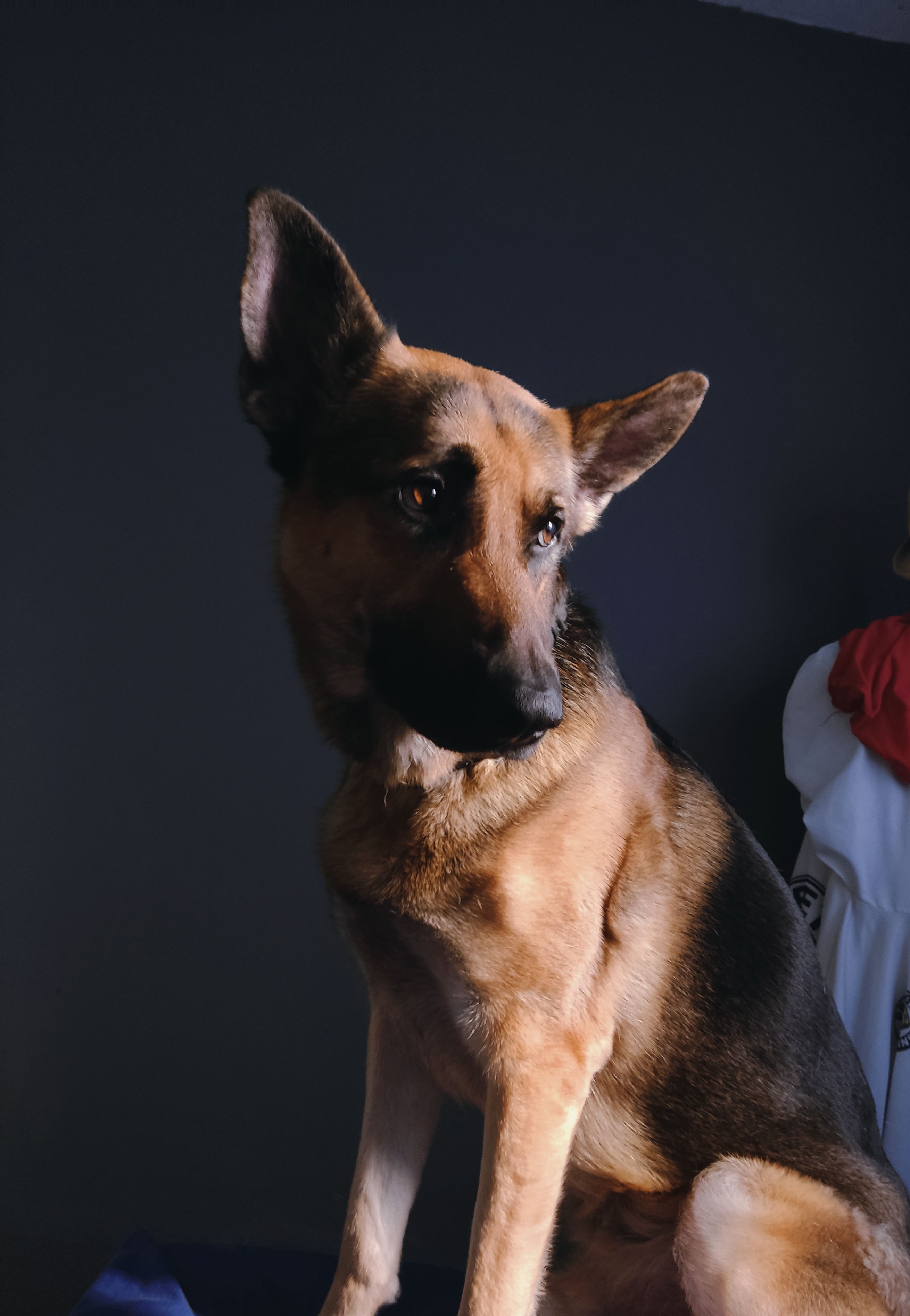 German Shepherd Dog in Dramatic Lighting · Free Stock Photo