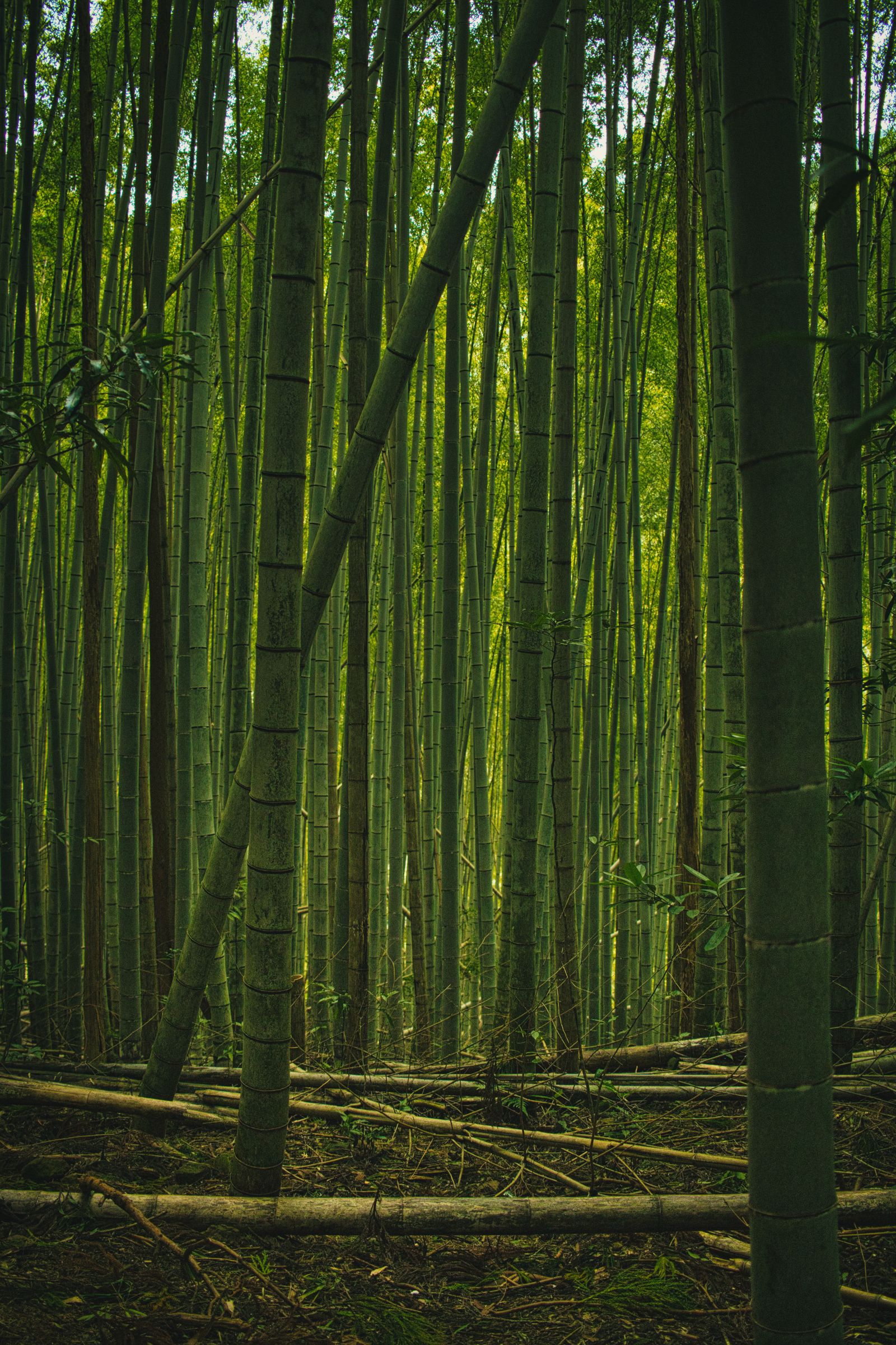 Sagano+Bambo+Forest+Wallpaper Photos, Download The BEST Free Sagano ...