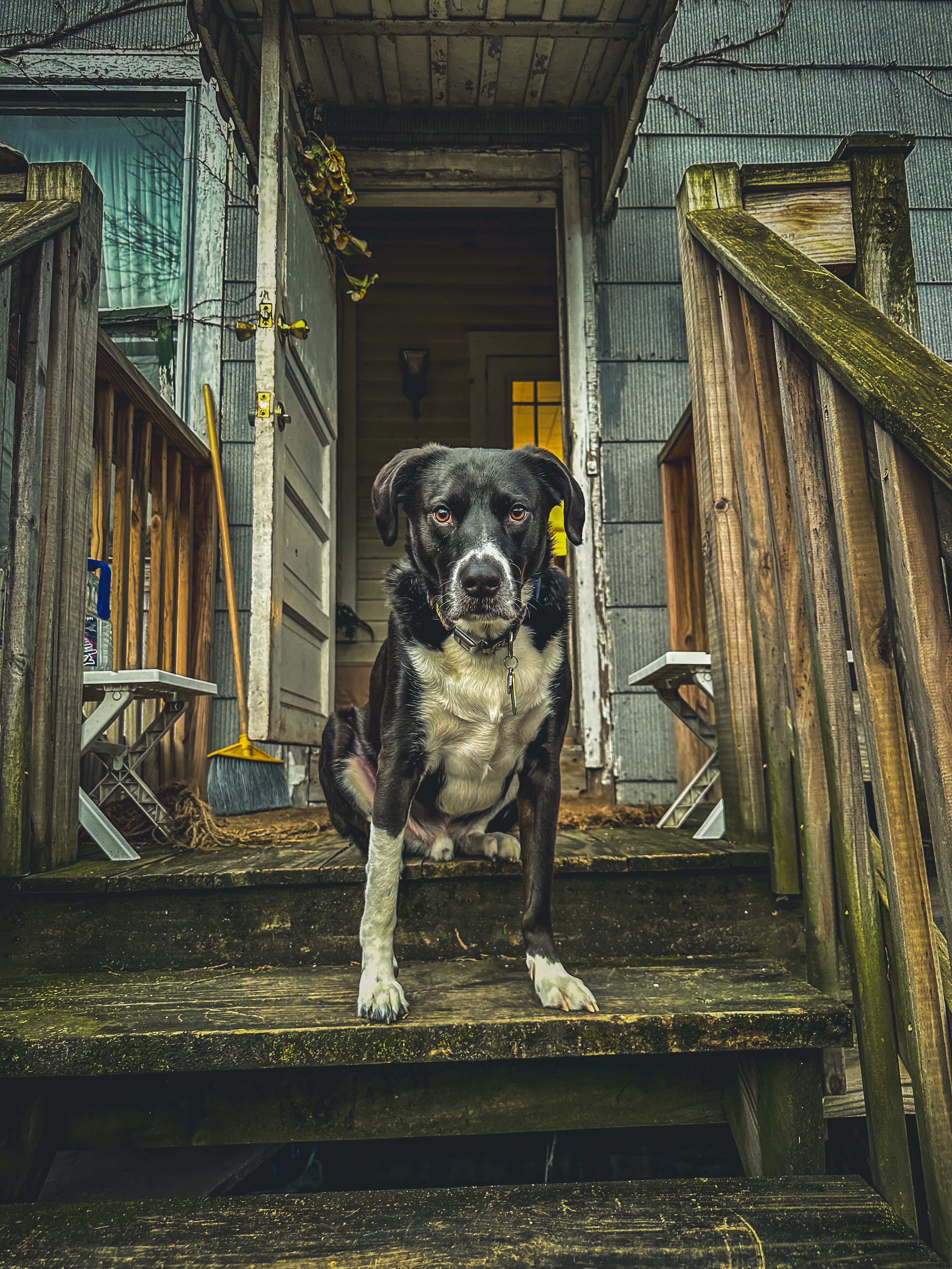 Pet In The House Photos, Download The BEST Free Pet In The House Stock ...