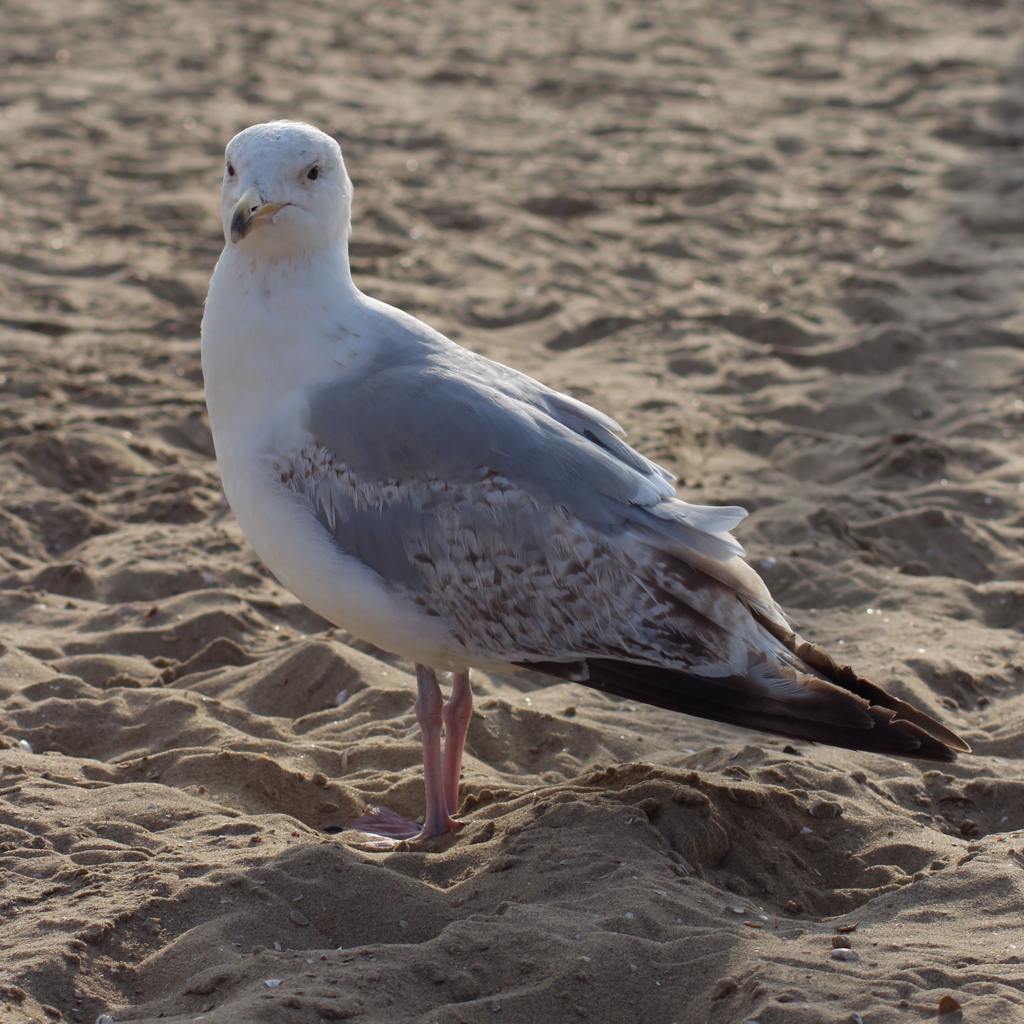 Seagull Standing on Sandy Beach Outdoors · Free Stock Photo