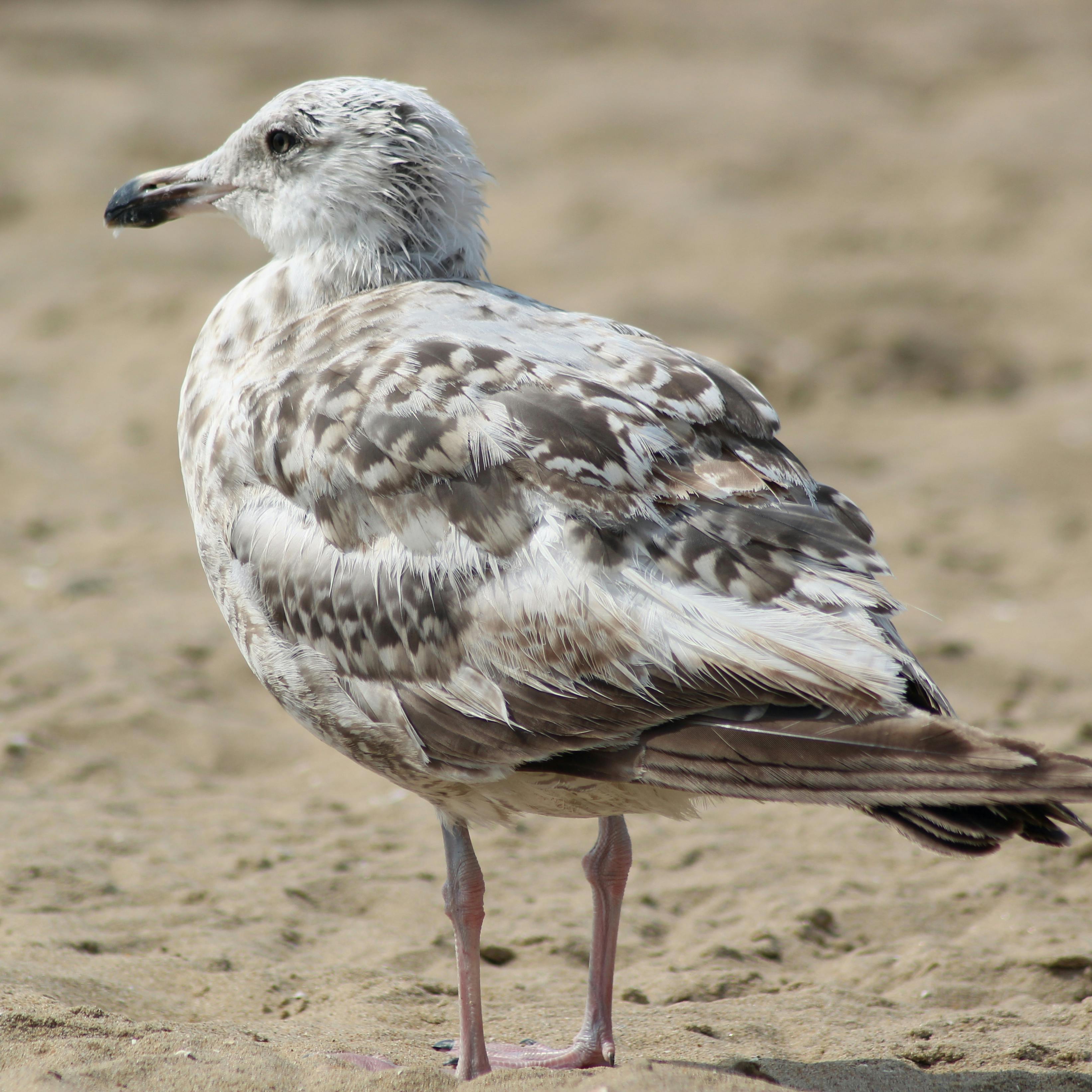 Seagull on Sandy Beach in Natural Light · Free Stock Photo