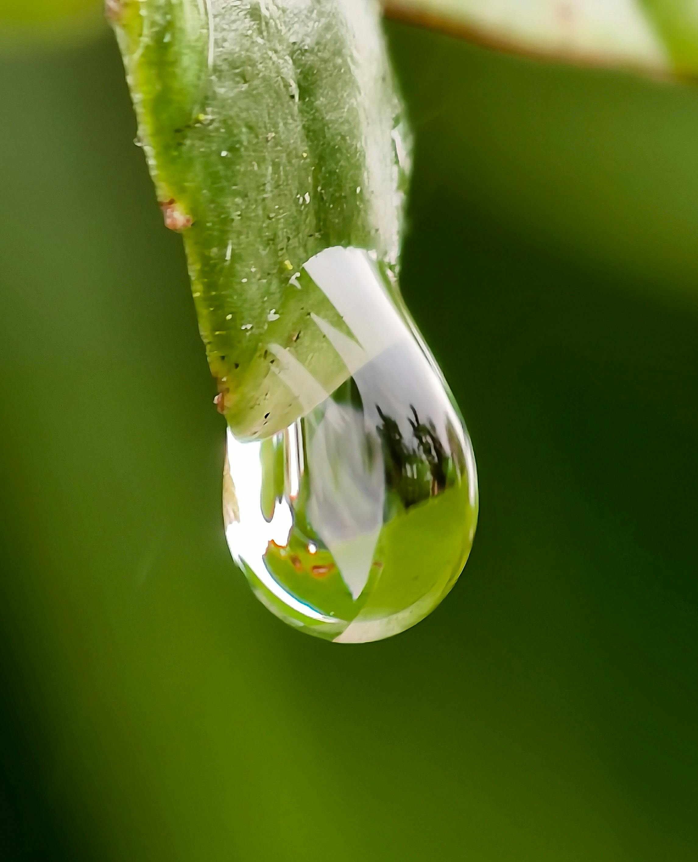 Close-up of a Dew Drop on Green Leaf · Free Stock Photo