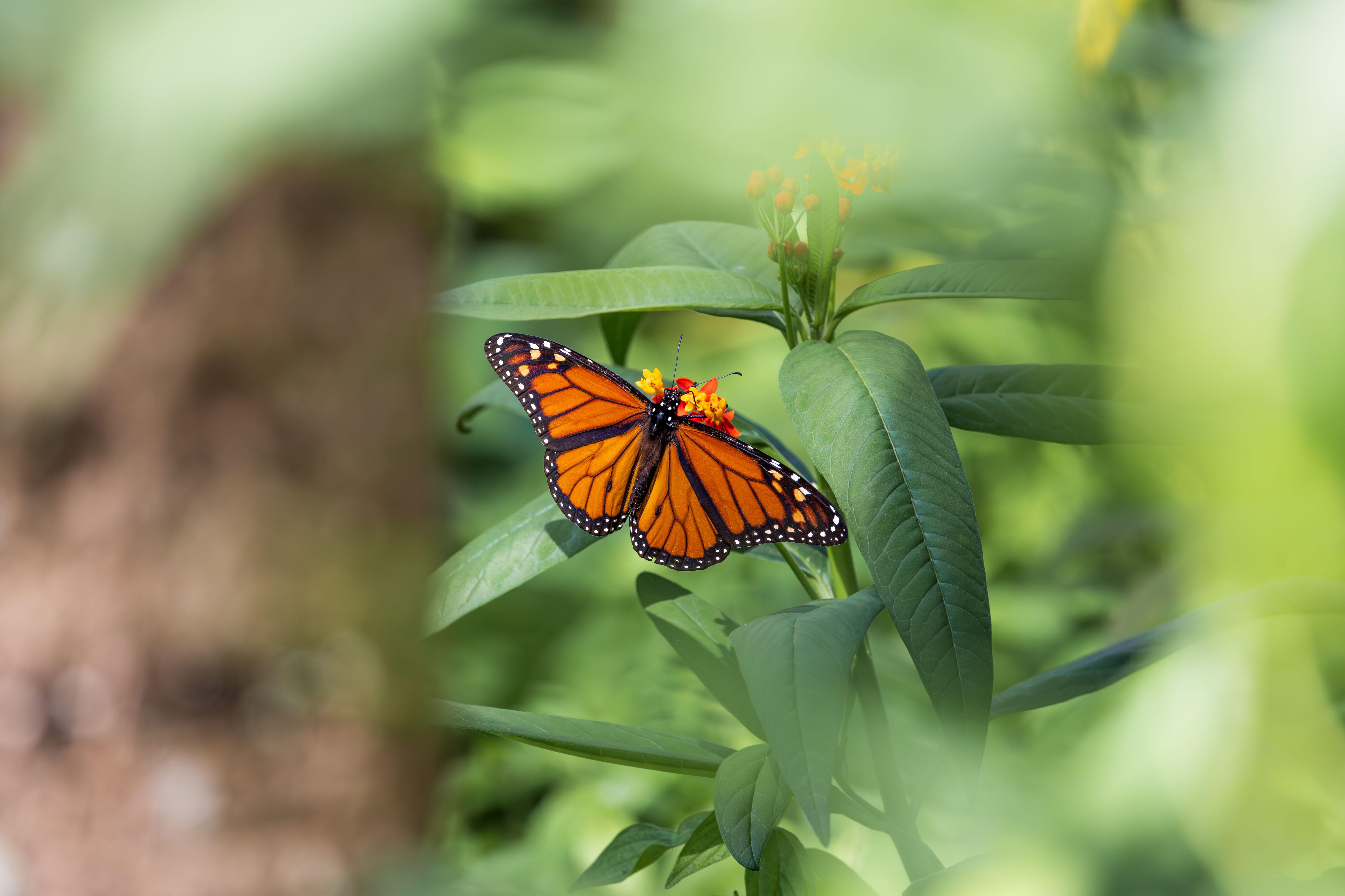 Vibrant Monarch Butterfly on Tropical Milkweed · Free Stock Photo