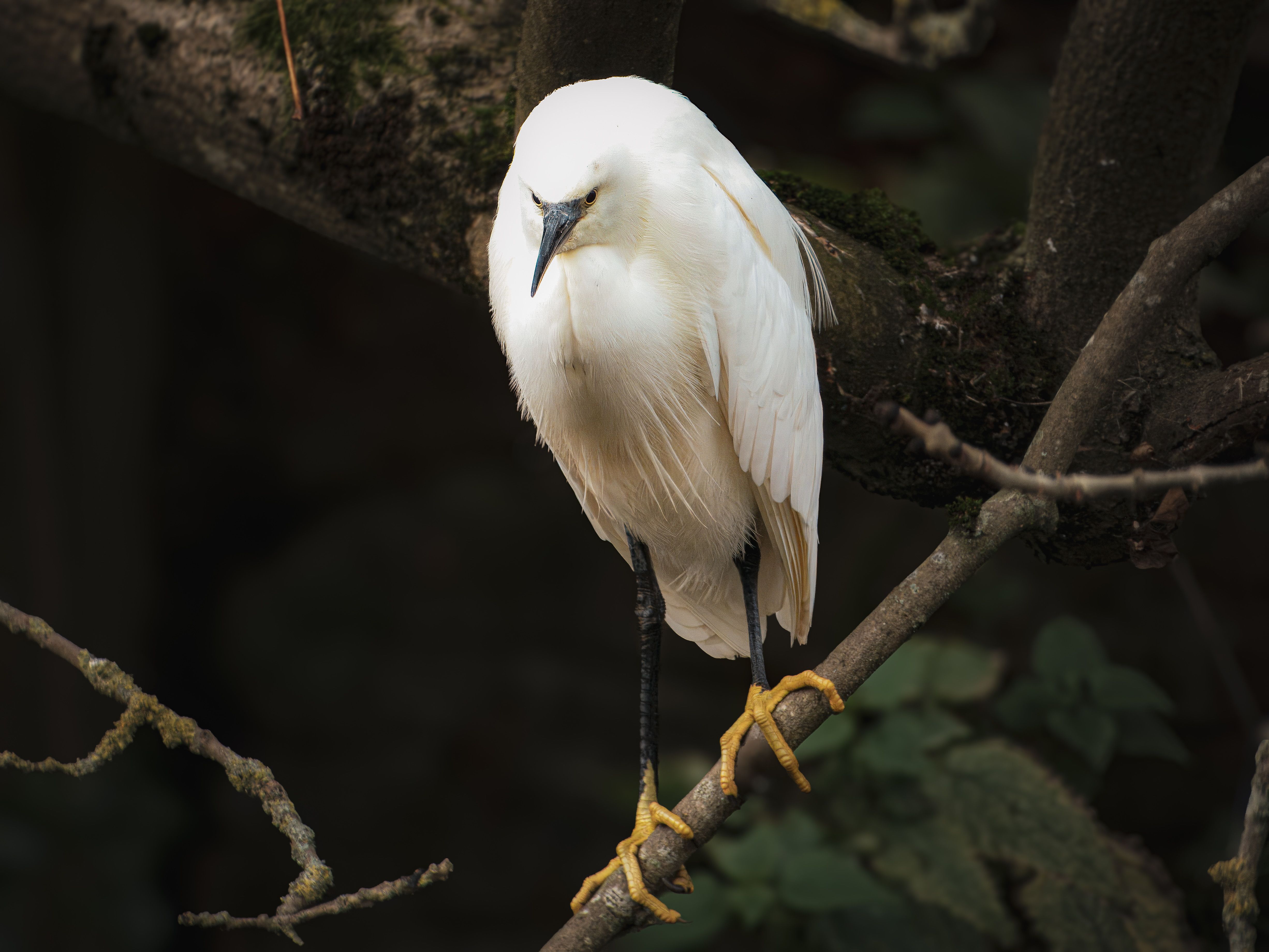 Snowy Egret on Branch in Woodland Setting · Free Stock Photo