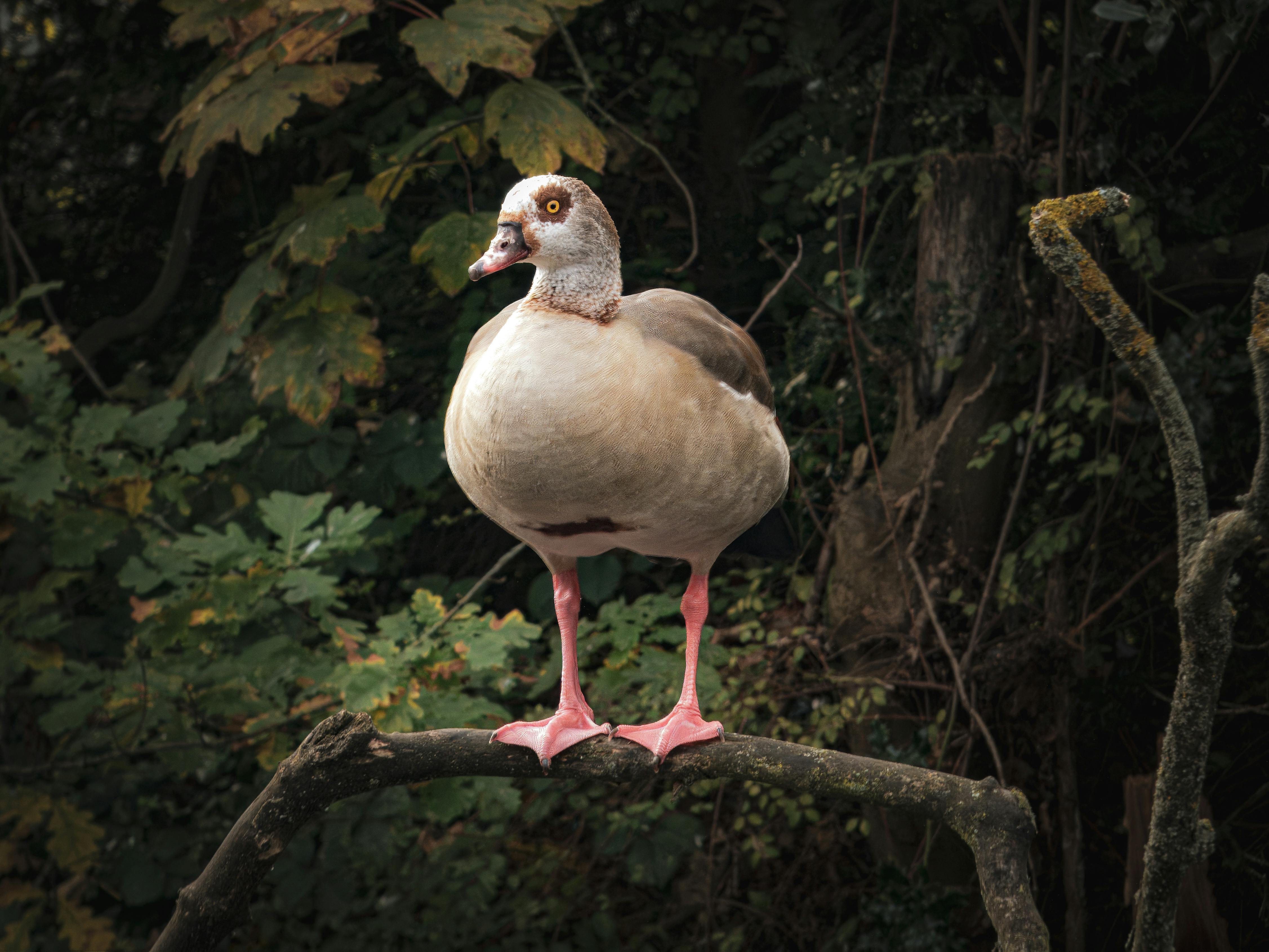 Egyptian Goose Perched on Tree Branch in Forest · Free Stock Photo