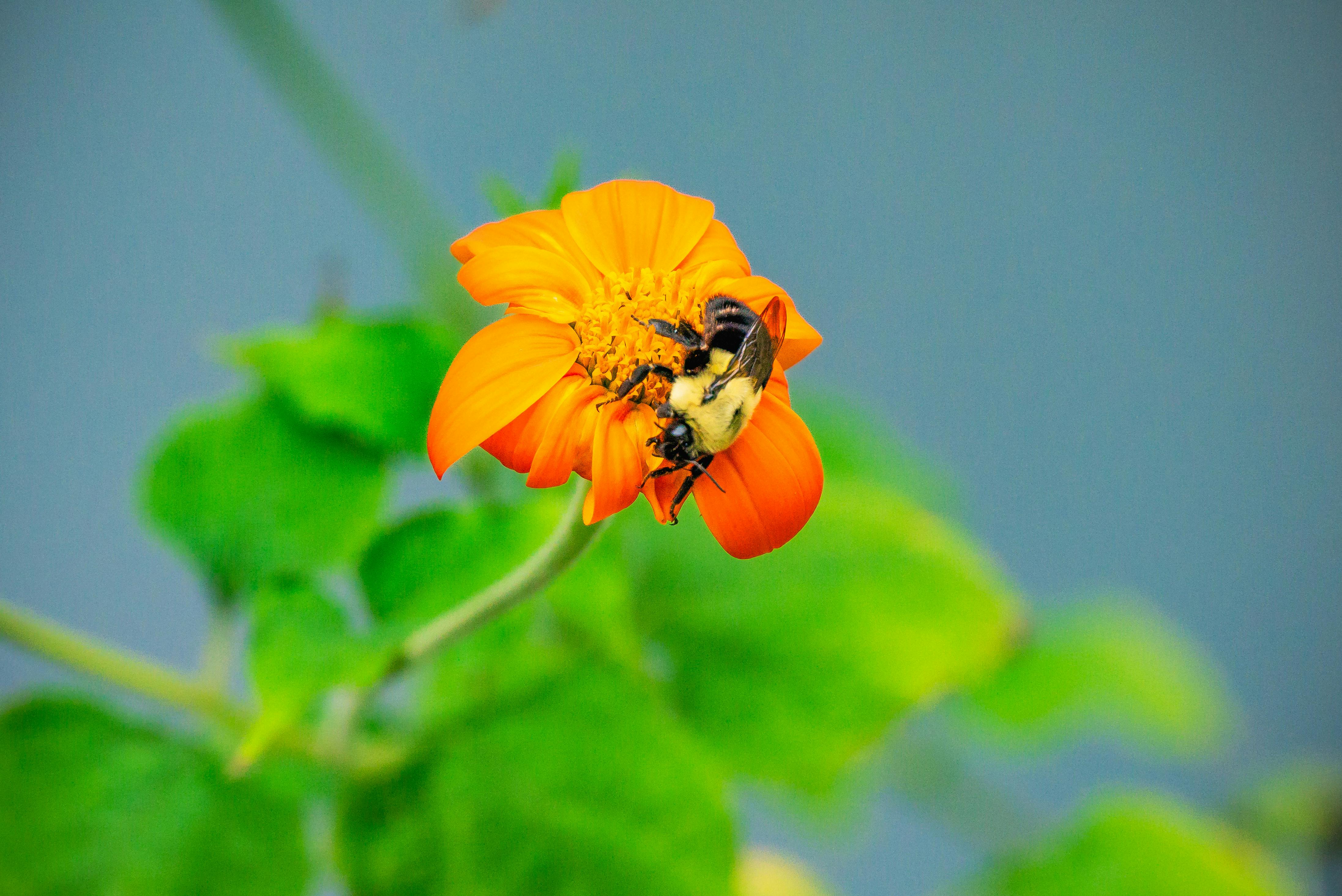 Bee pollinating vibrant orange flower close-up · Free Stock Photo