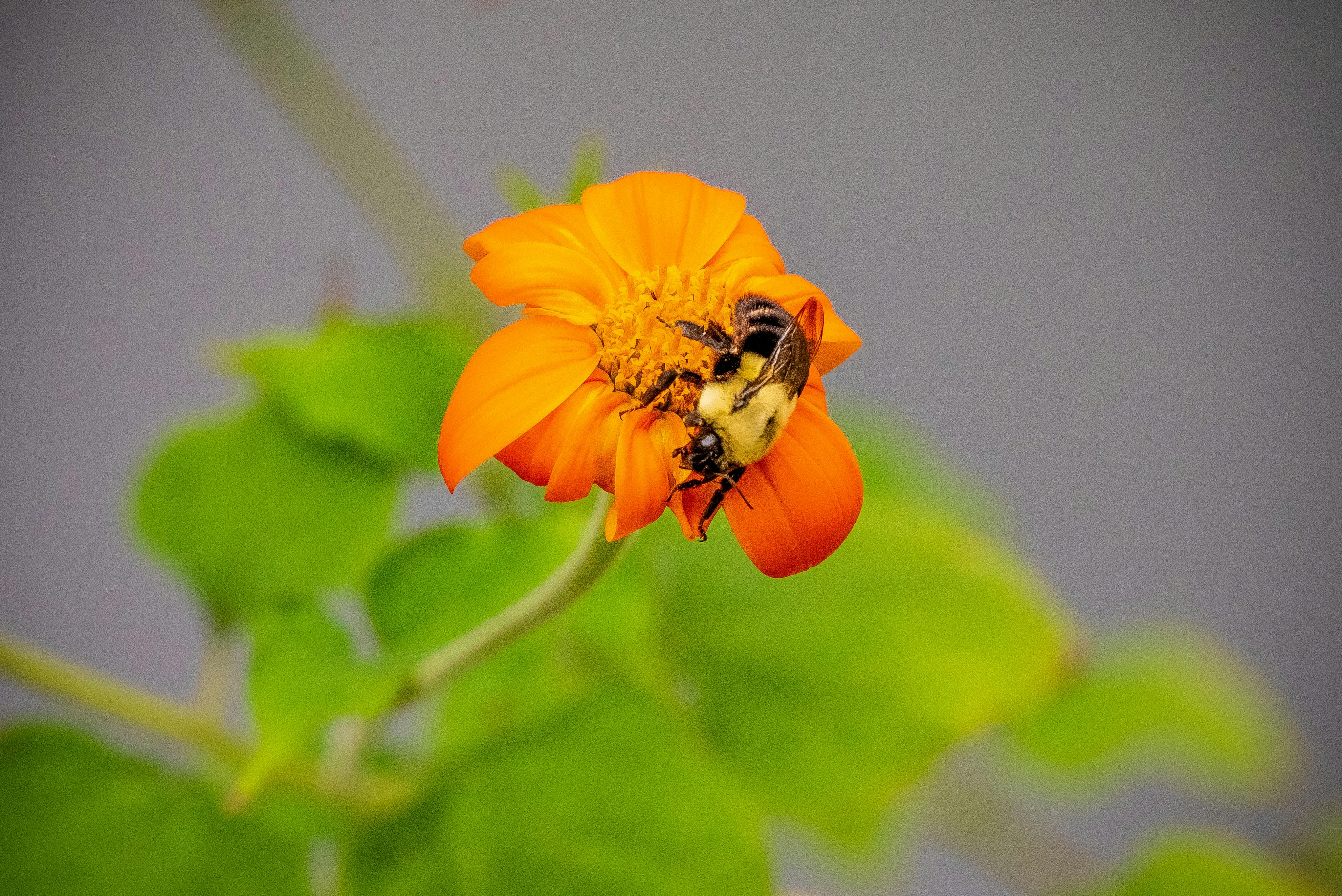 Vibrant Bee Pollinating Orange Tithonia Flower · Free Stock Photo