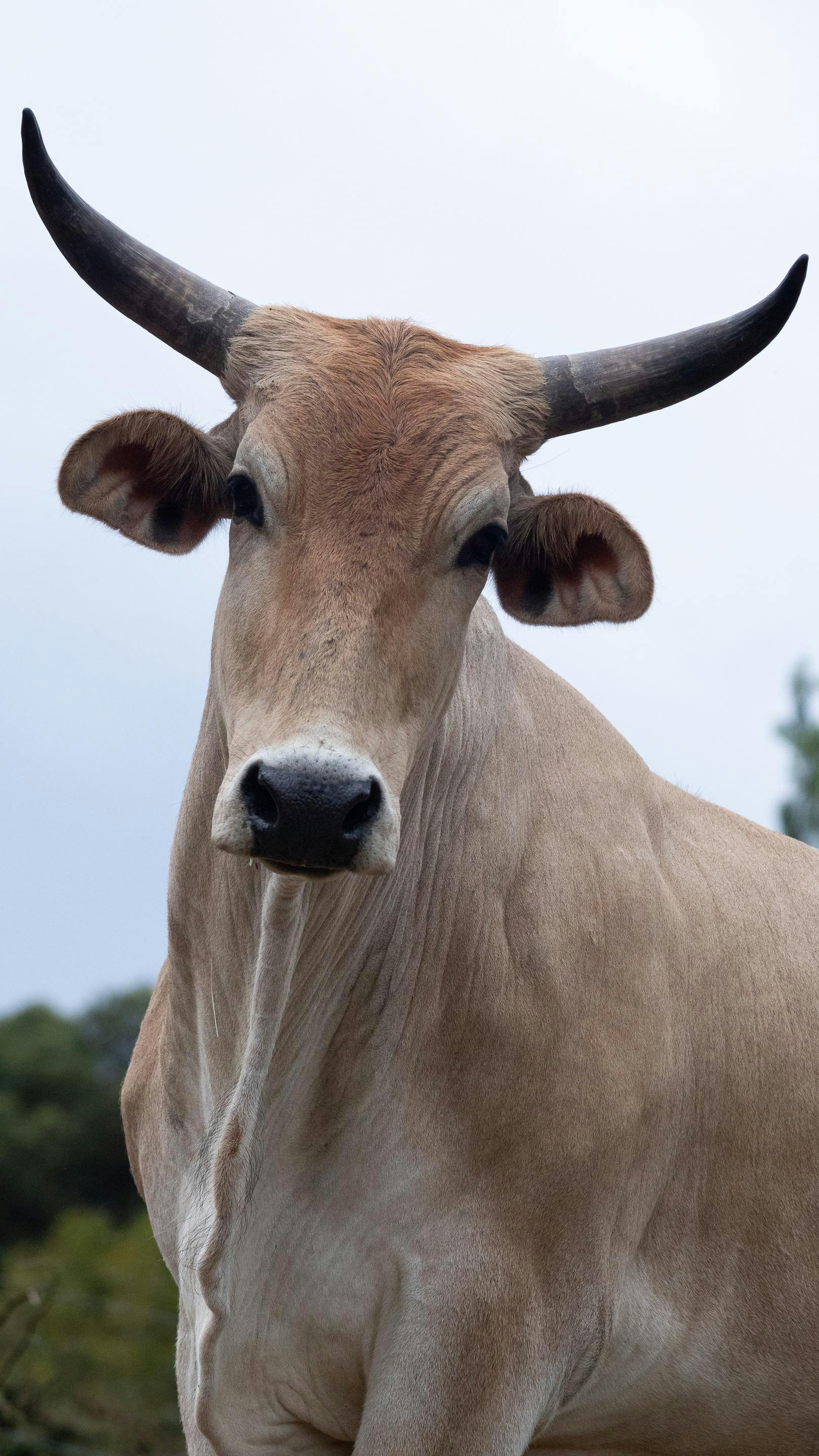 Close-up of Brahman Cow with Horns Outdoors · Free Stock Photo