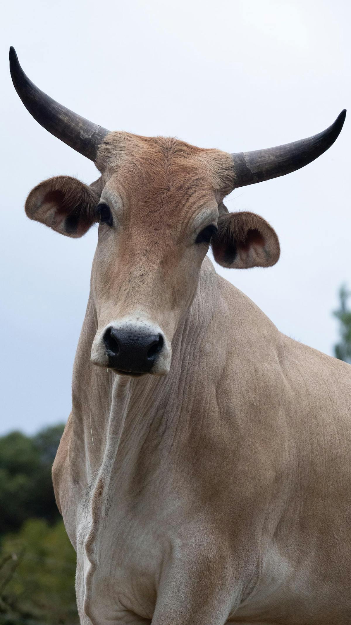 Cow Drawing Photos, Download The BEST Free Cow Drawing Stock Photos ...