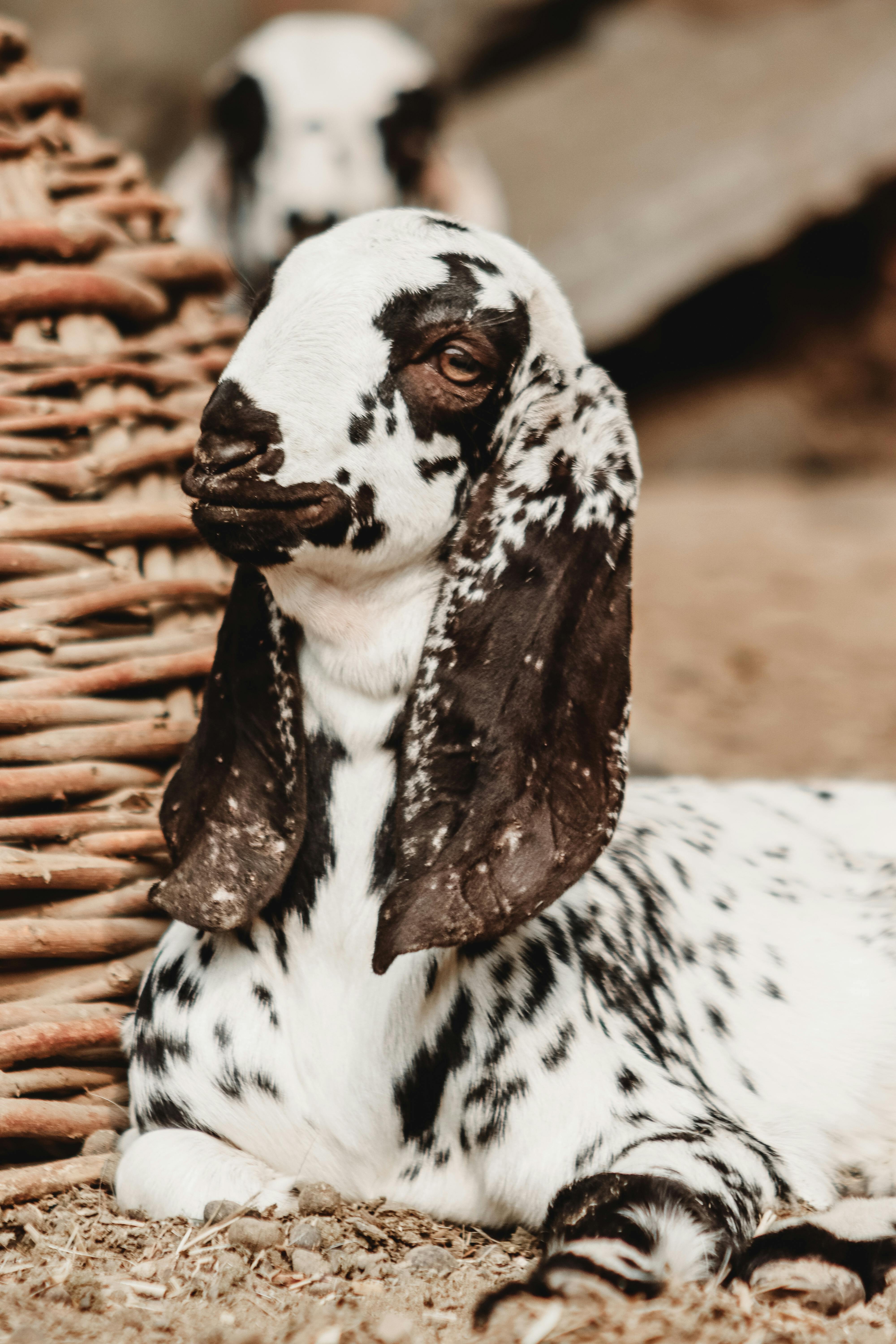 Spotted Black and White Baby Goat Resting Outdoors · Free Stock Photo