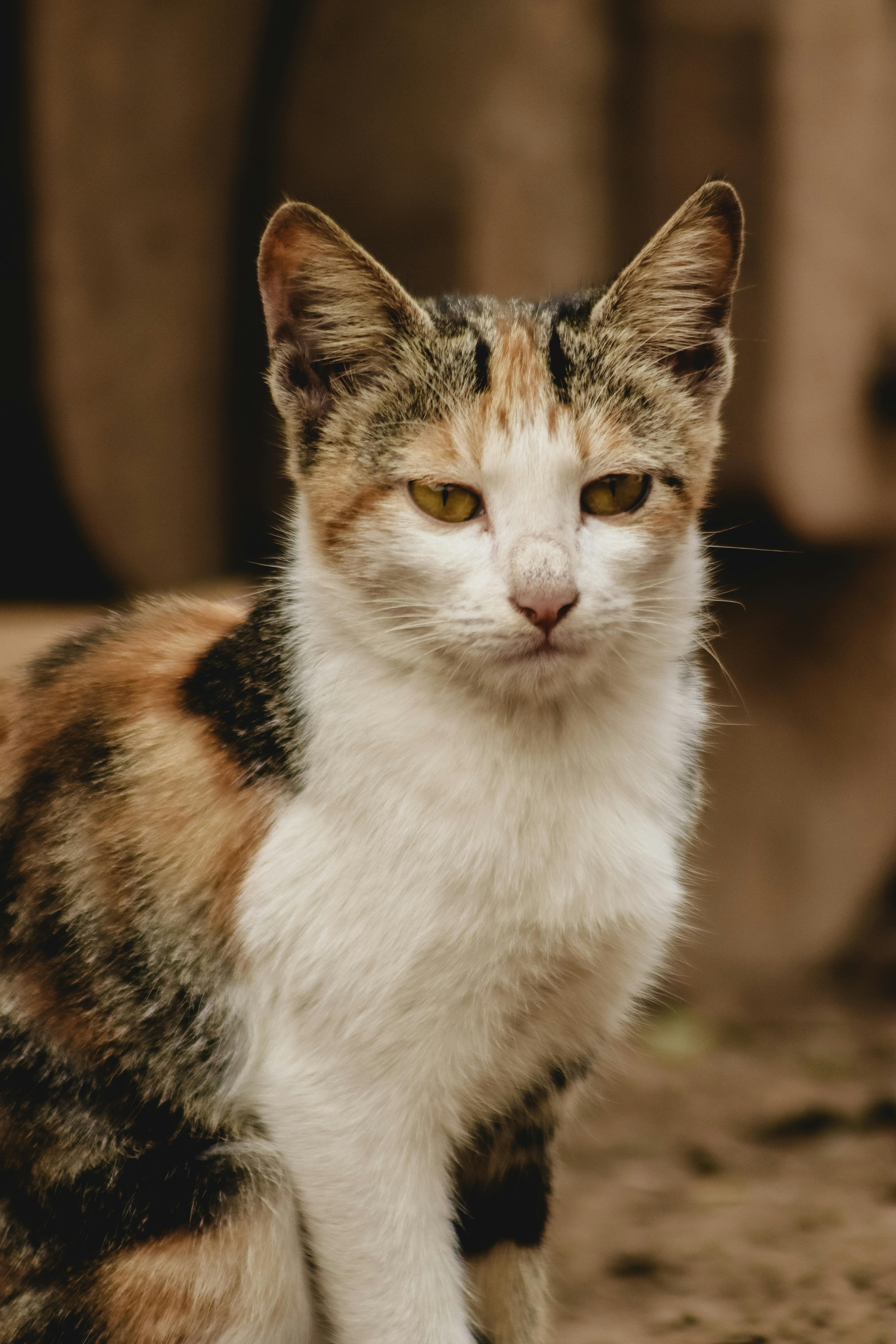 Calico Cat Close-Up in Okara, Pakistan · Free Stock Photo