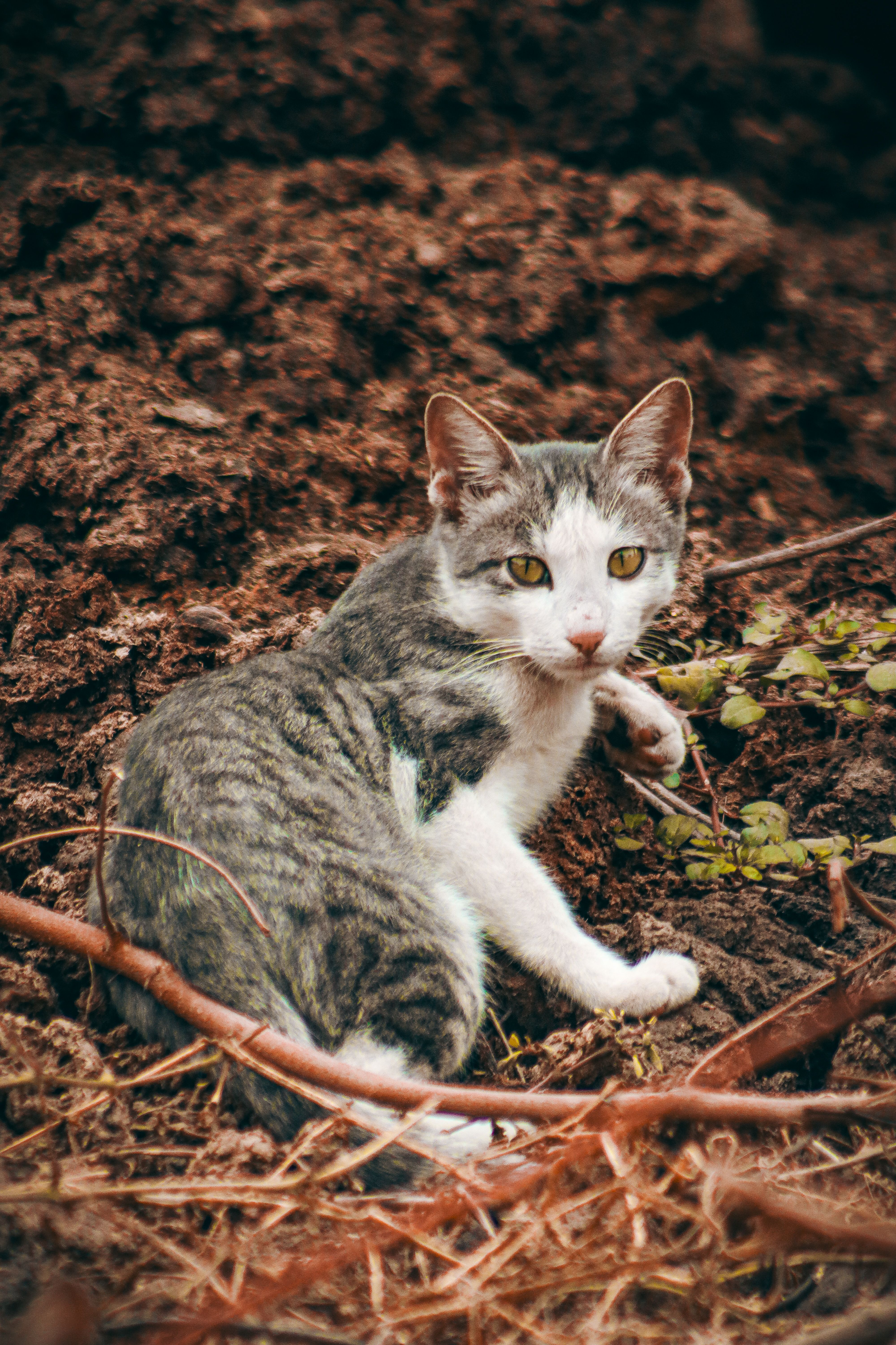 Stray Cat Resting on Earthy Ground in Pakistan · Free Stock Photo