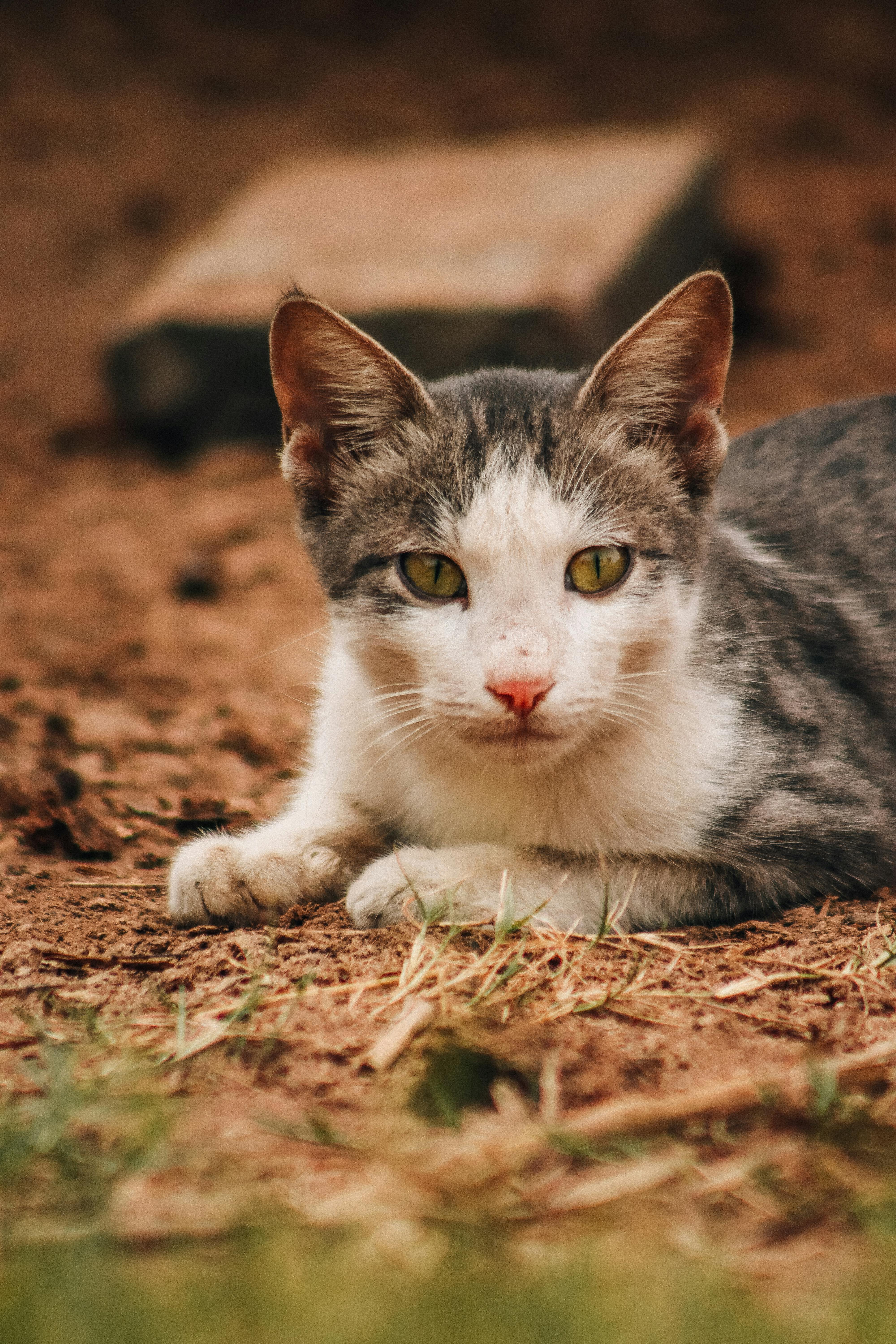 Relaxed Cat Lying Outdoors in Okara, Pakistan · Free Stock Photo