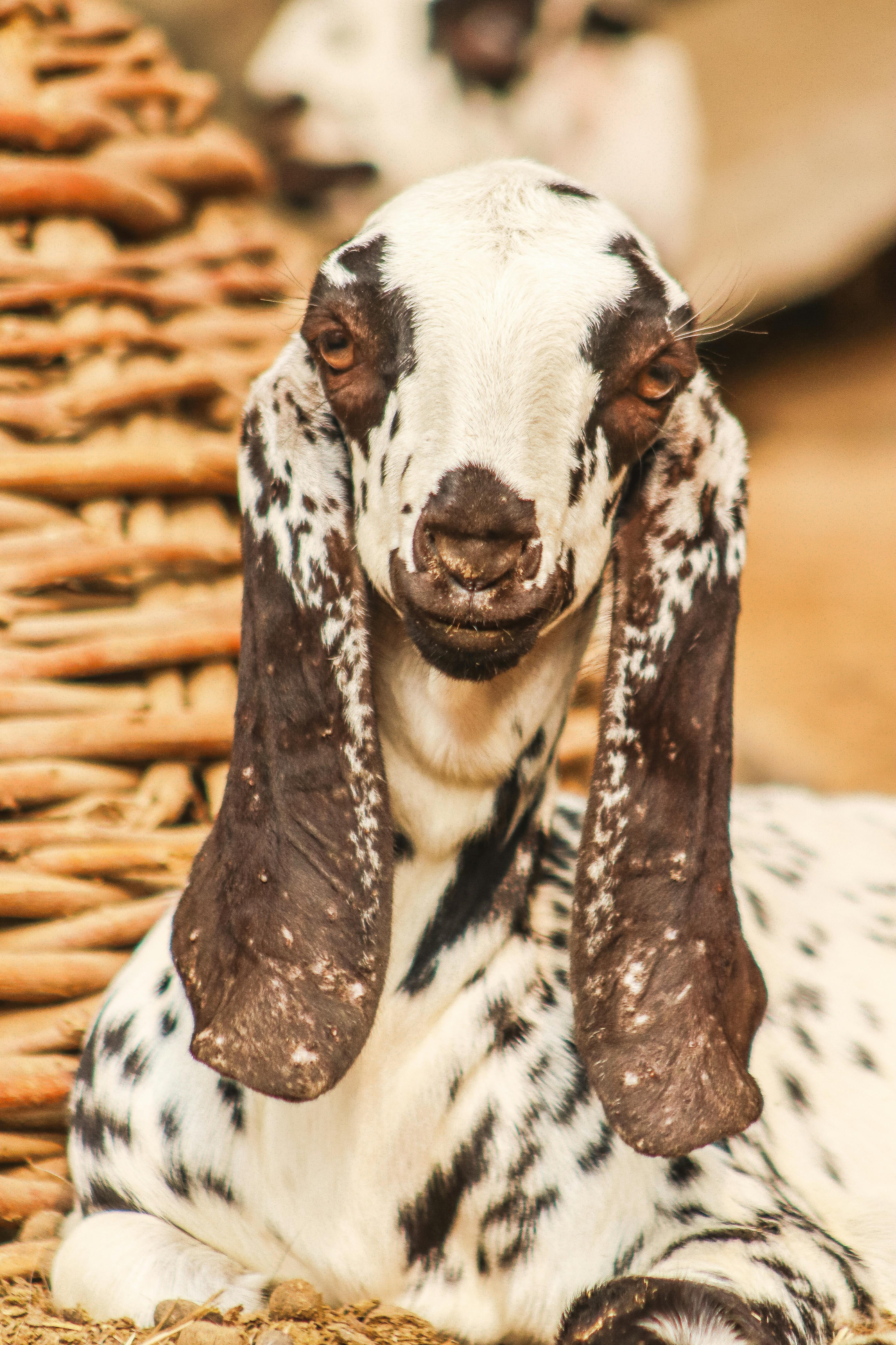 Portrait of a Spotted Goat Resting Outdoors · Free Stock Photo