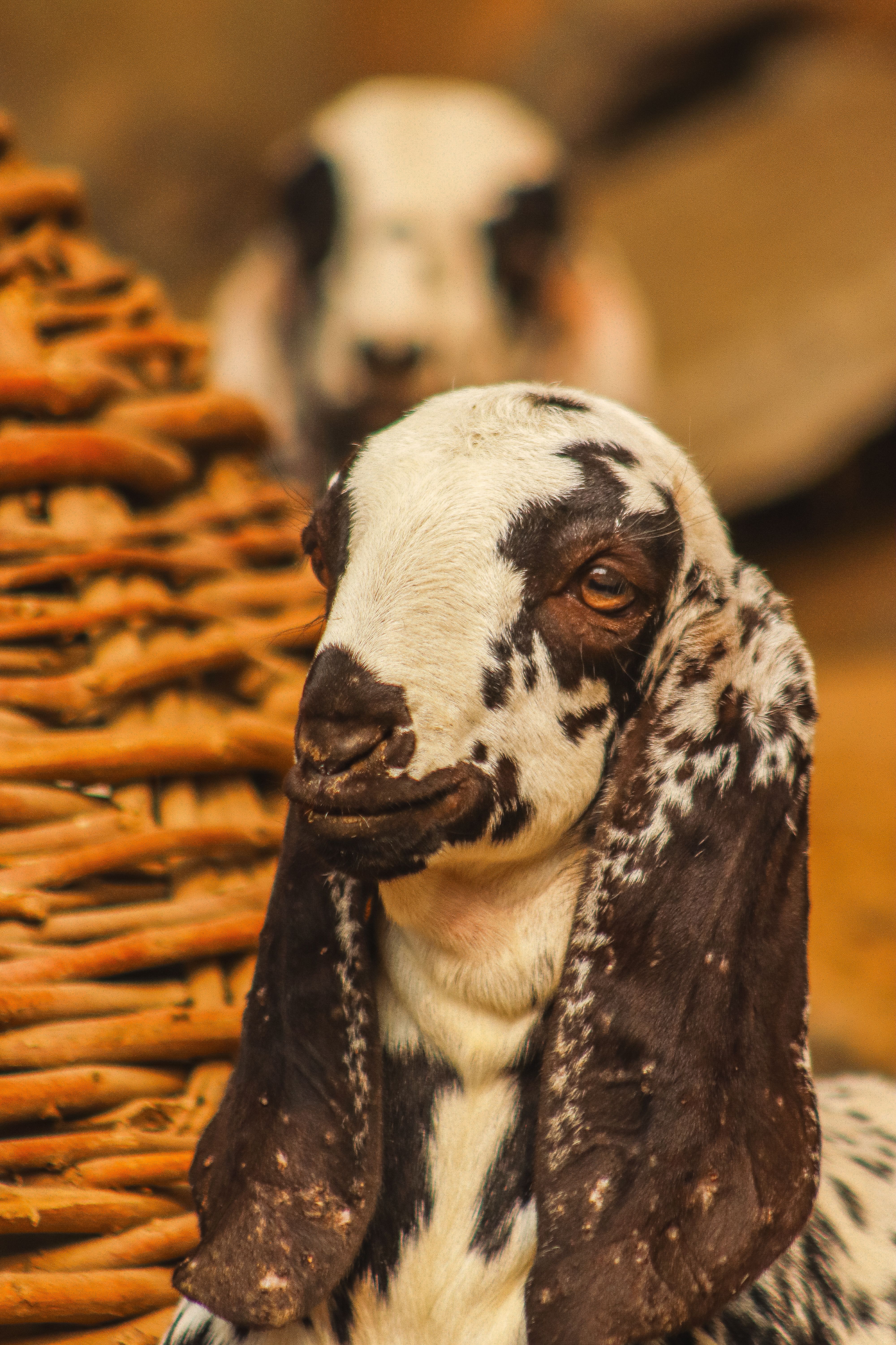 Close Up De Cabra Malhada Em Okara, Paquistão · Foto profissional gratuita