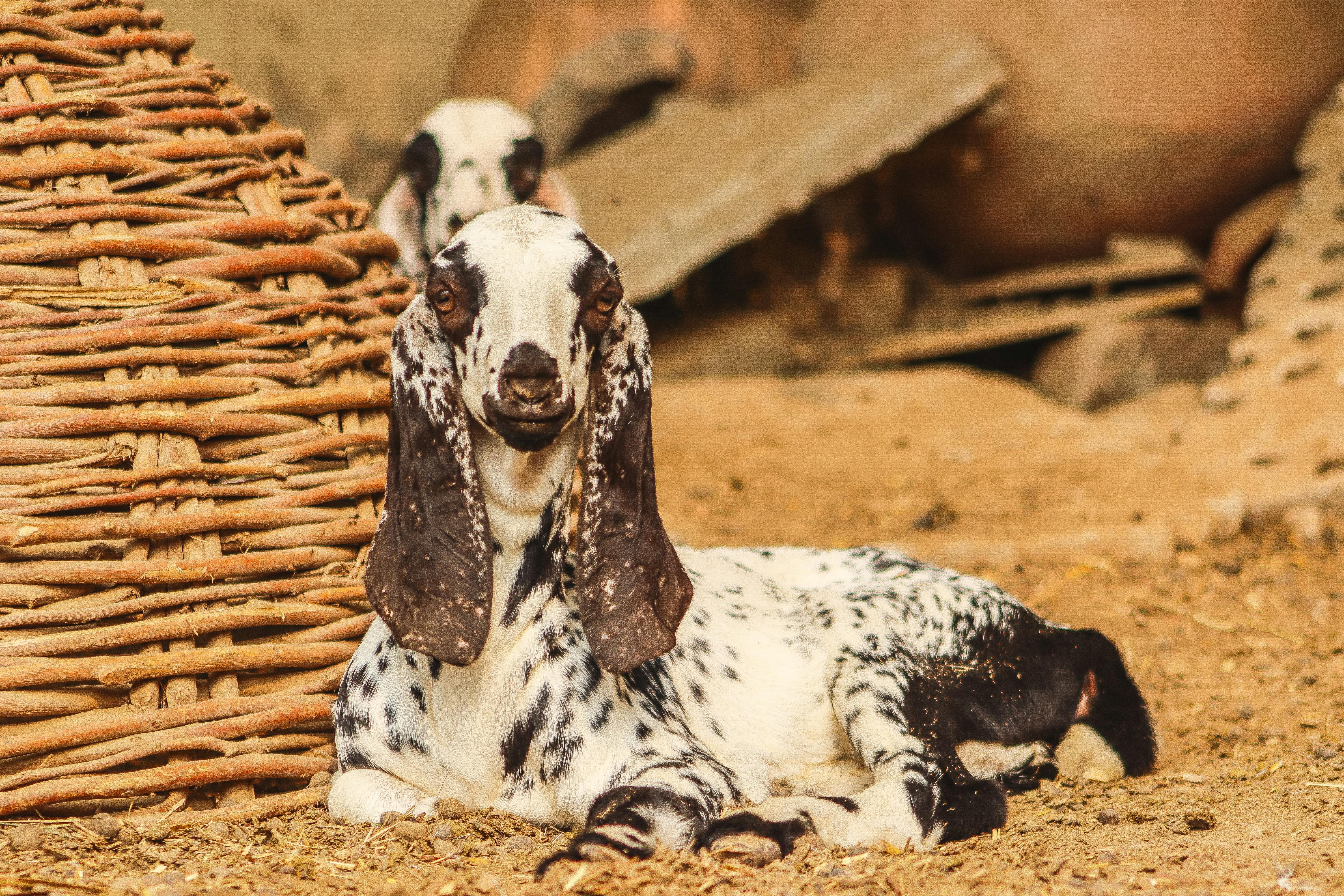 Spotted Goat Resting in a Rural Setting · Free Stock Photo