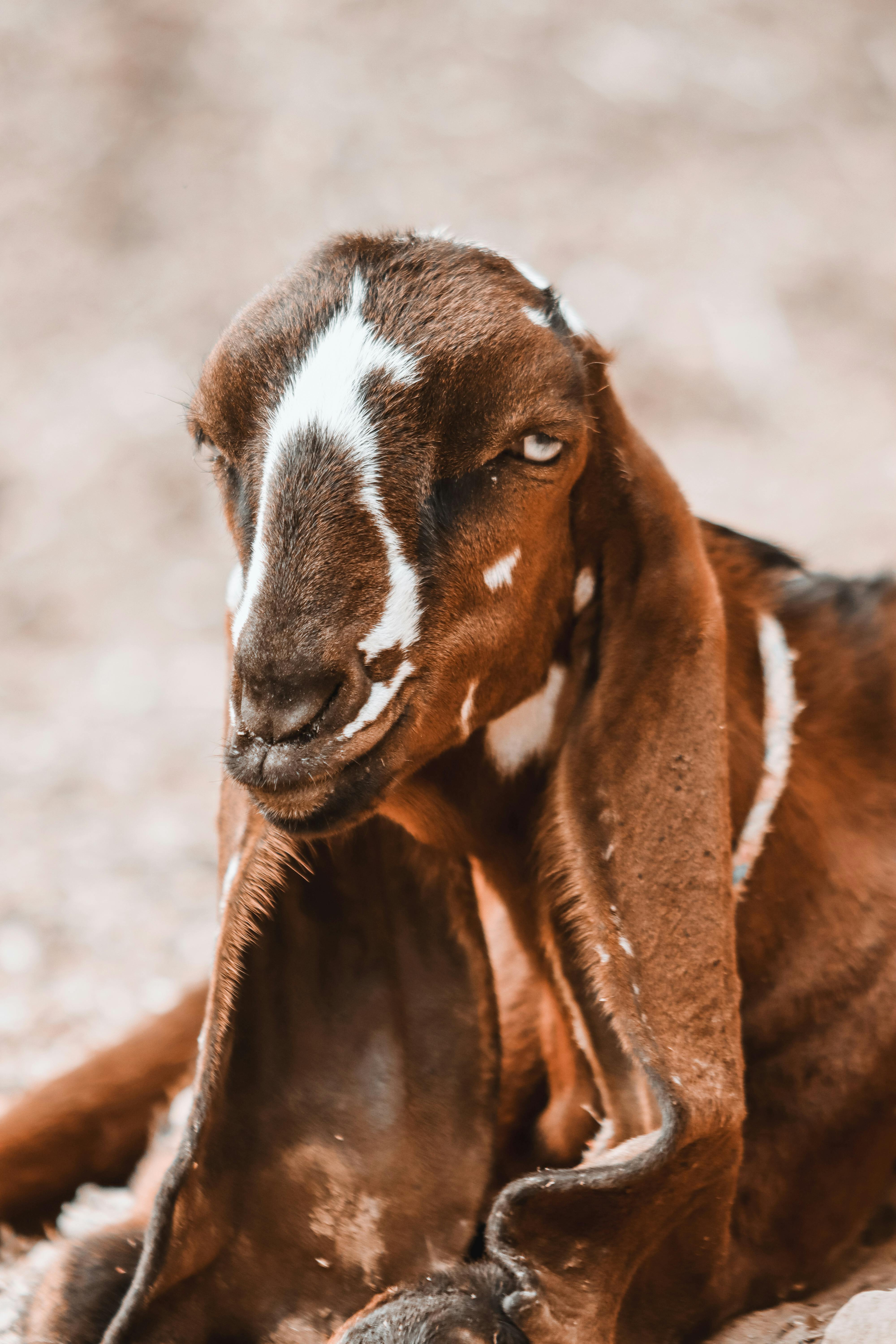 Adorable Brown Goat Resting Outdoors in Punjab · Free Stock Photo