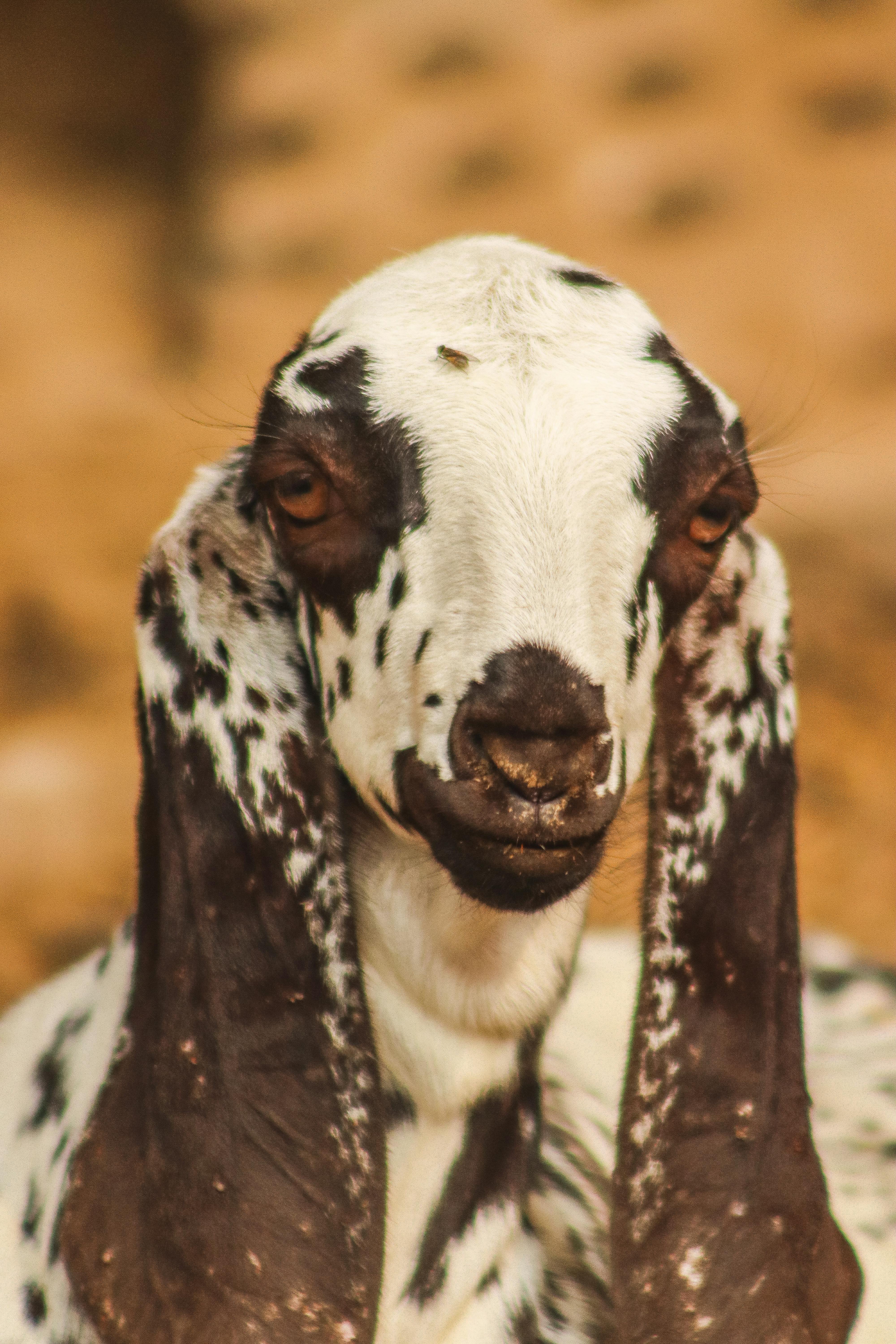 Close-up of a Spotted Domestic Goat in Pakistan · Free Stock Photo