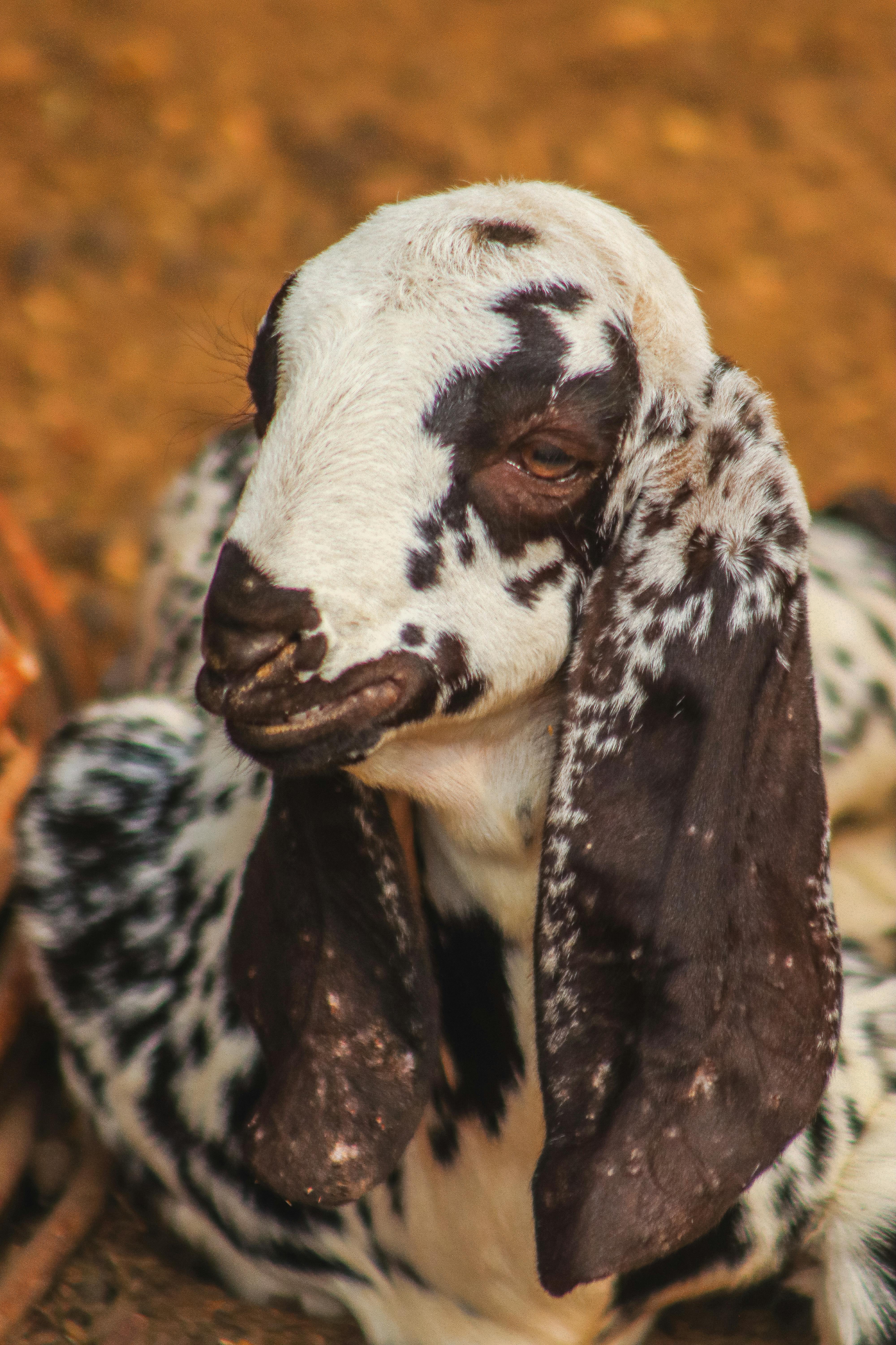 Spotted Baby Goat Resting in Okara, Pakistan · Free Stock Photo
