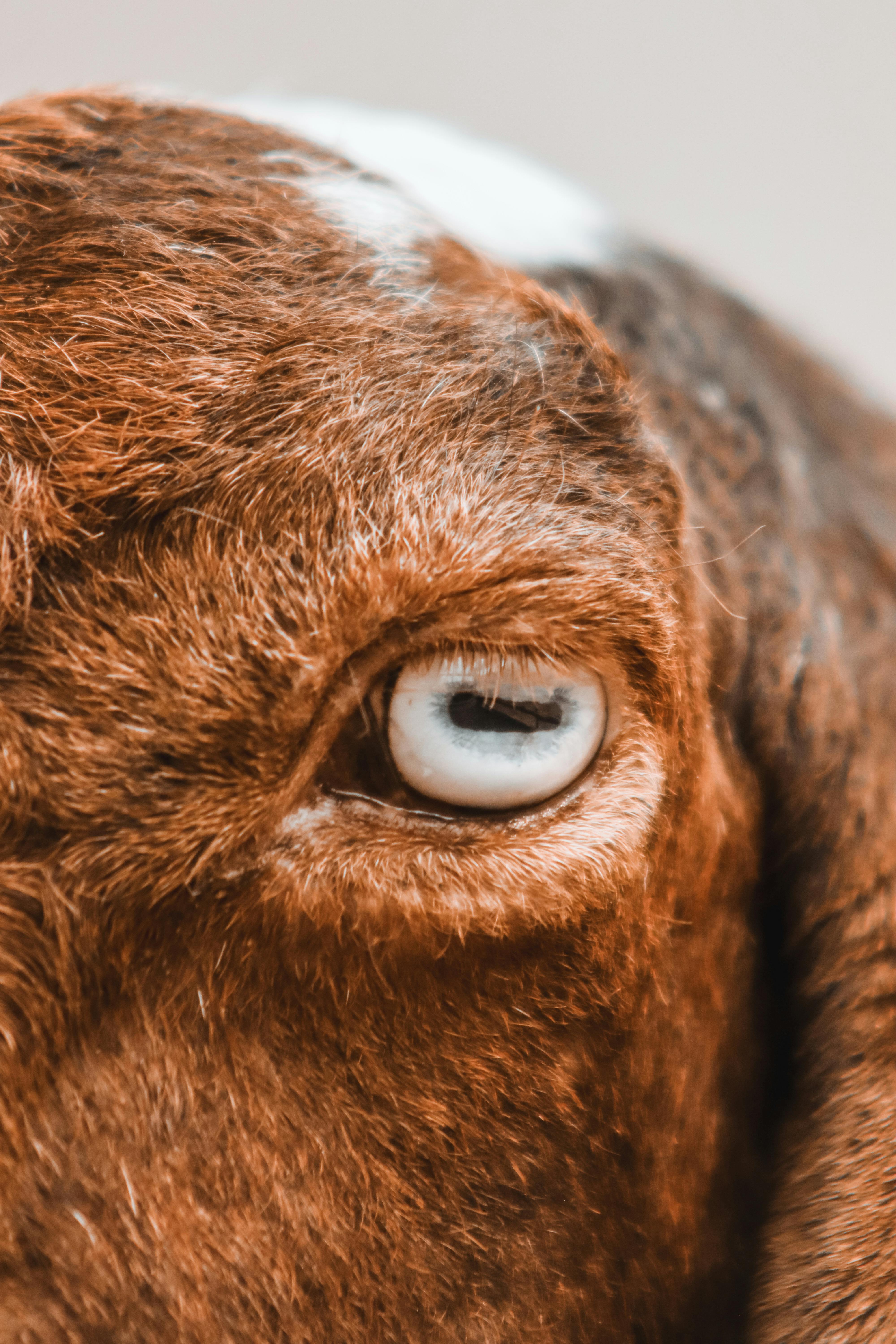 Close-Up of Goat's Eye in Okara, Pakistan · Free Stock Photo
