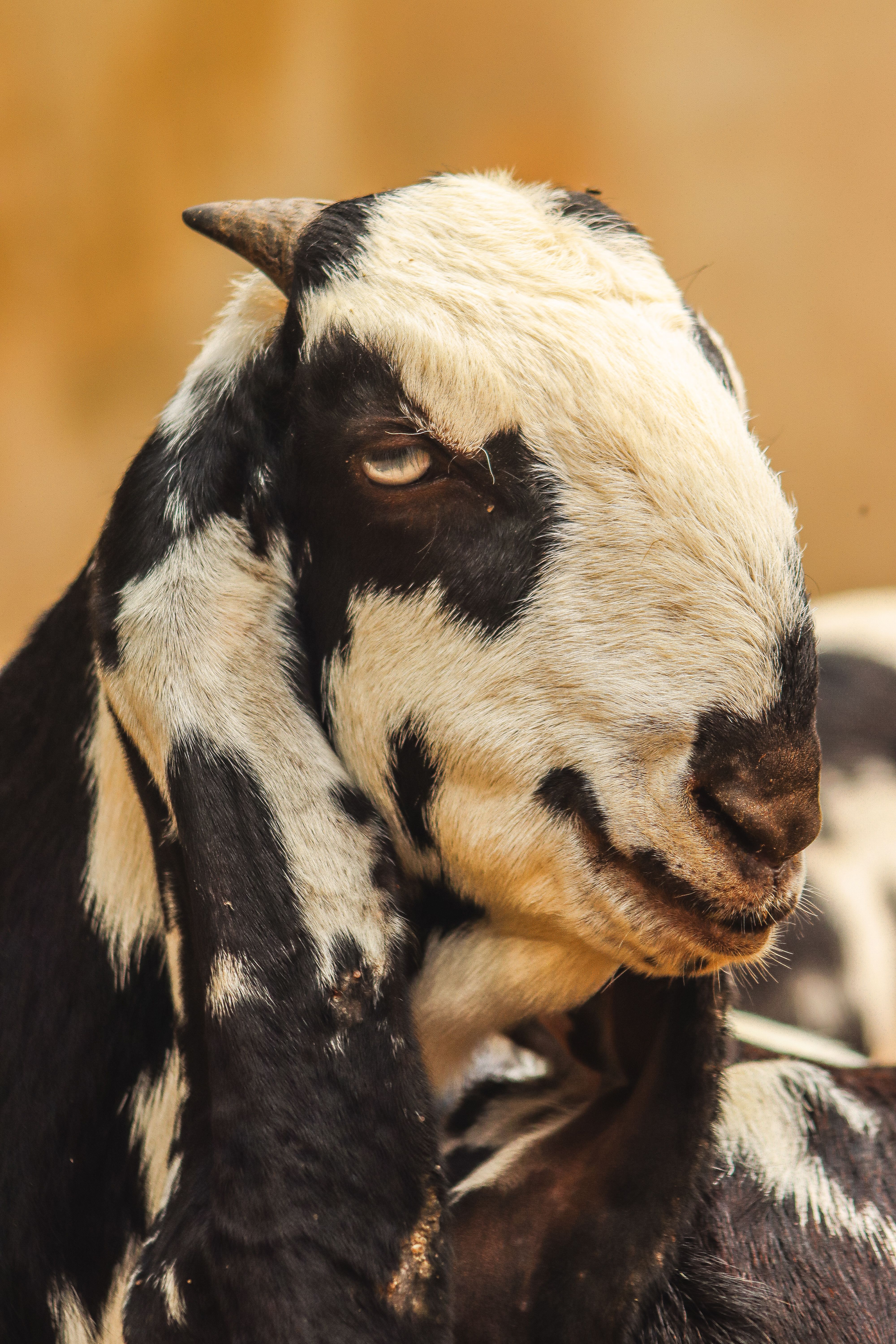Goat Markings Photos, Download The BEST Free Goat Markings Stock Photos ...