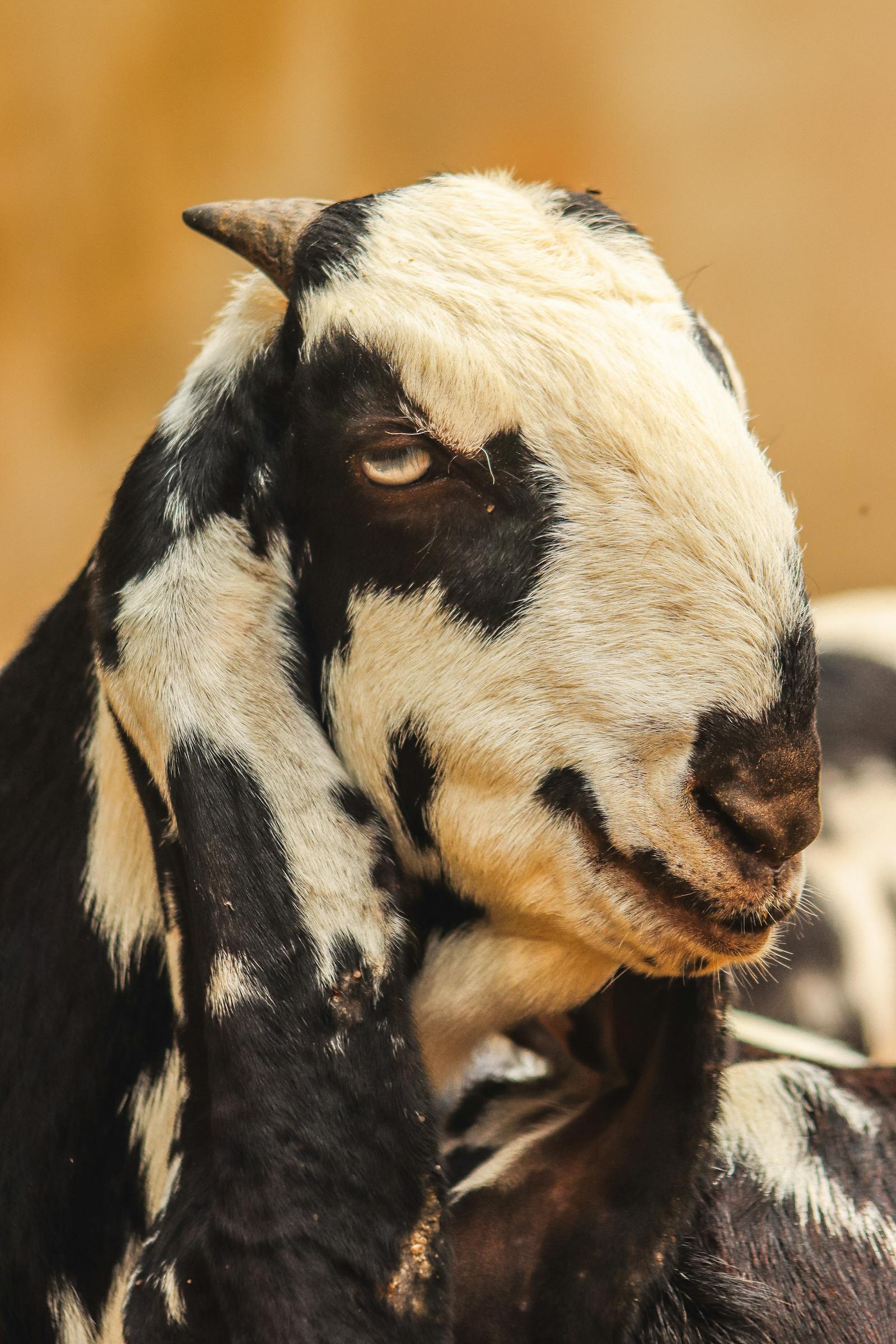 Black And White Goat Photos, Download The BEST Free Black And White ...