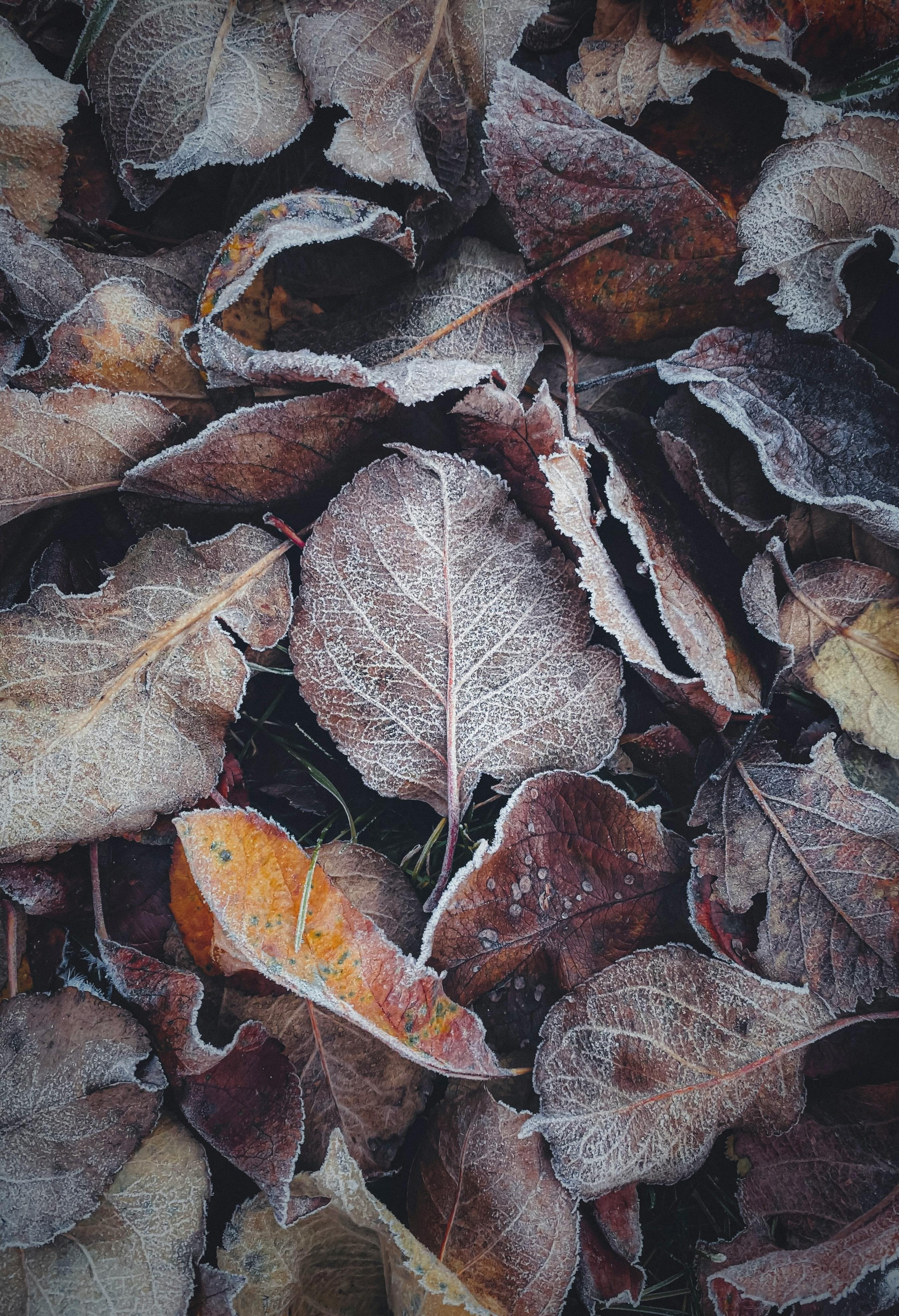 Frosted Autumn Leaves on Ground · Free Stock Photo