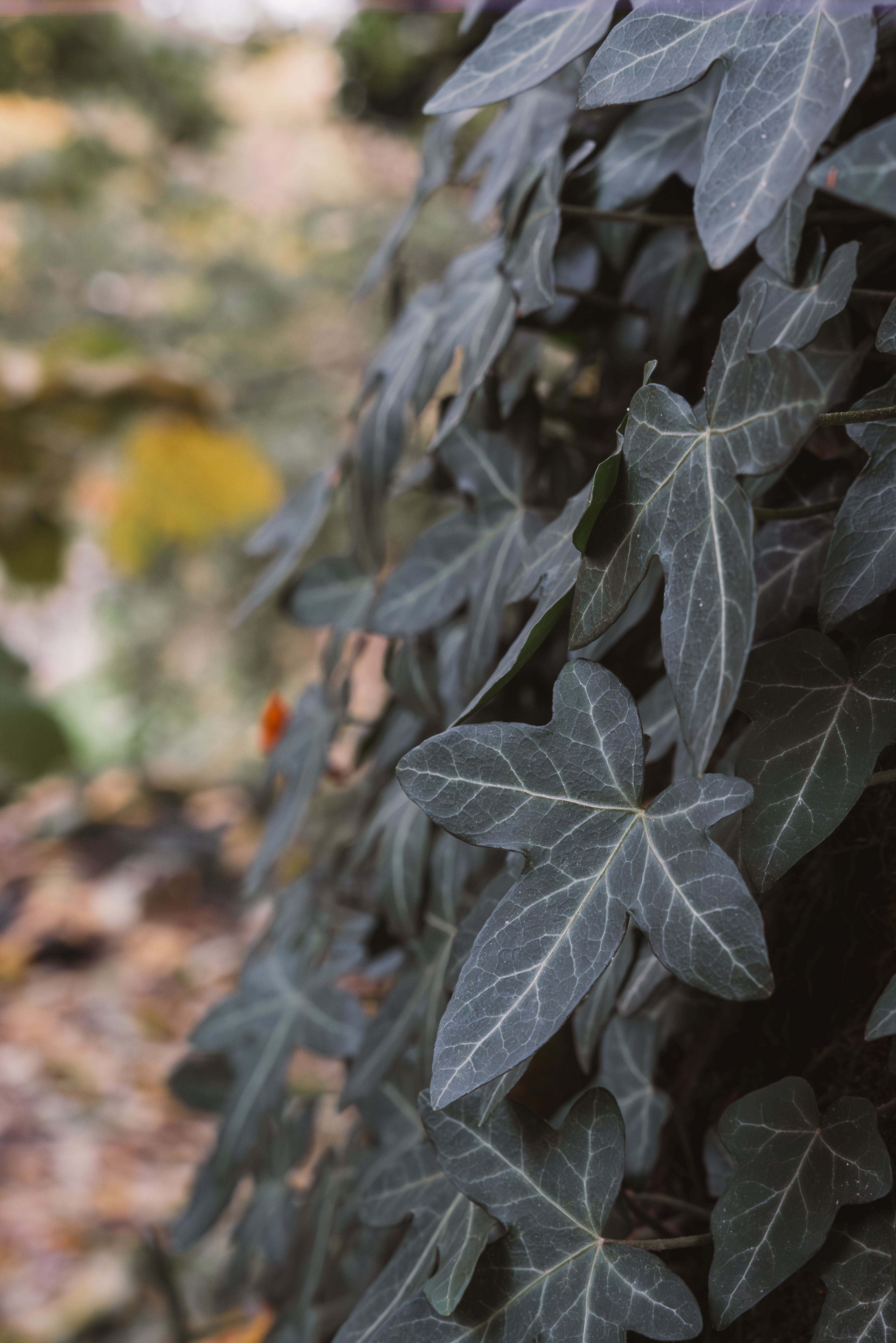 Close-up of Lush Ivy Leaves in Autumn · Free Stock Photo