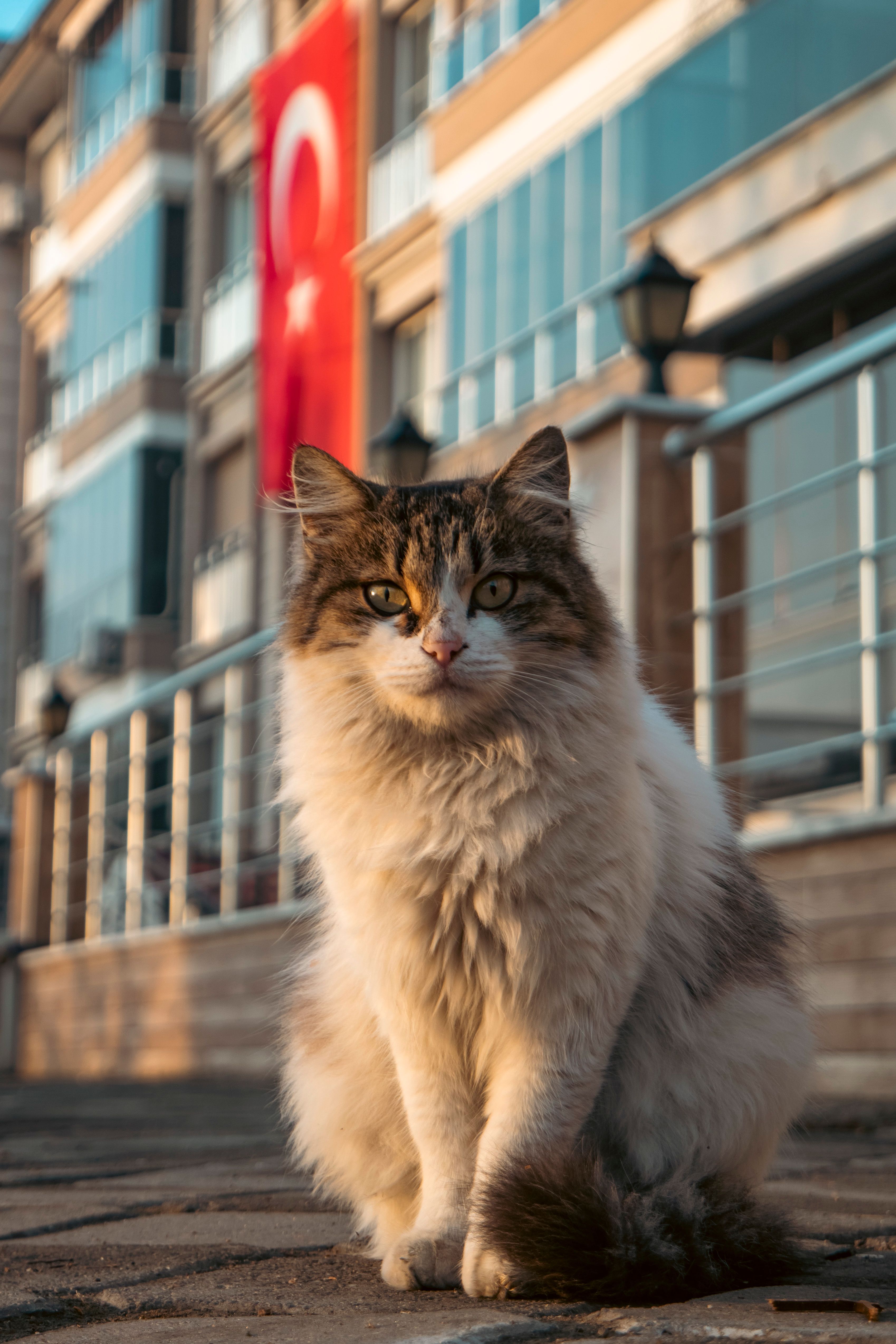 Turkish Cat Photos, Download The BEST Free Turkish Cat Stock Photos ...