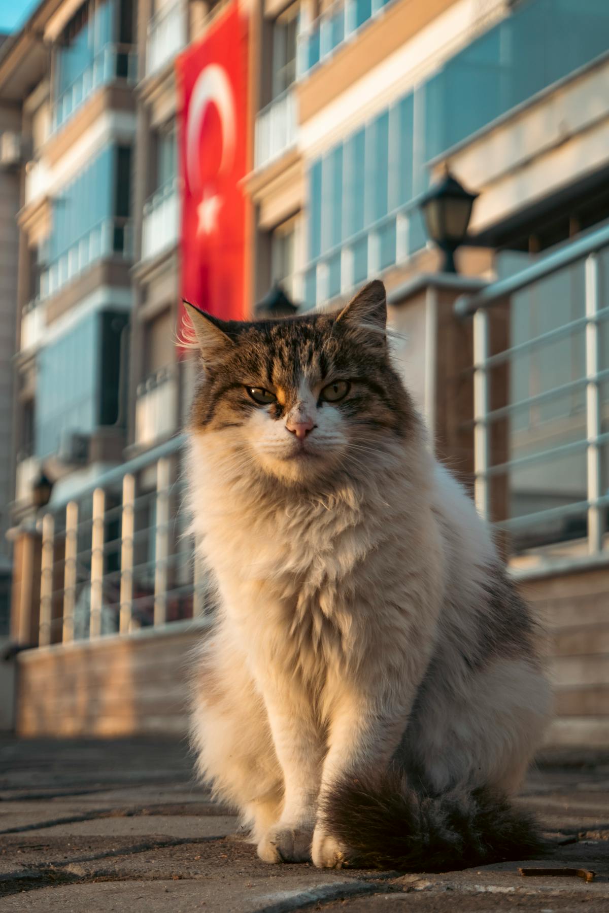 Cat Flag Photos, Download The BEST Free Cat Flag Stock Photos & HD Images