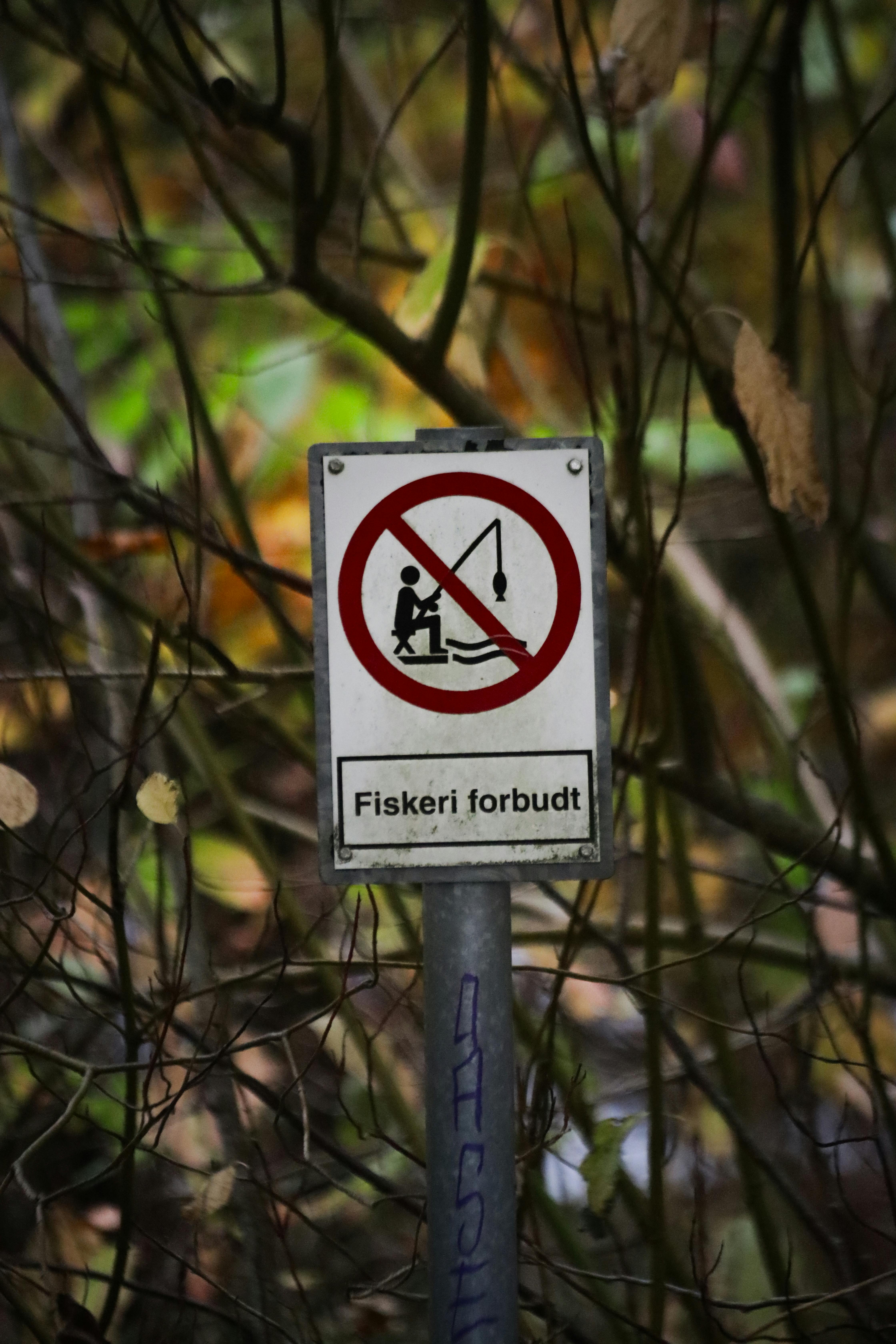 No Fishing Sign in Danish Forest · Free Stock Photo