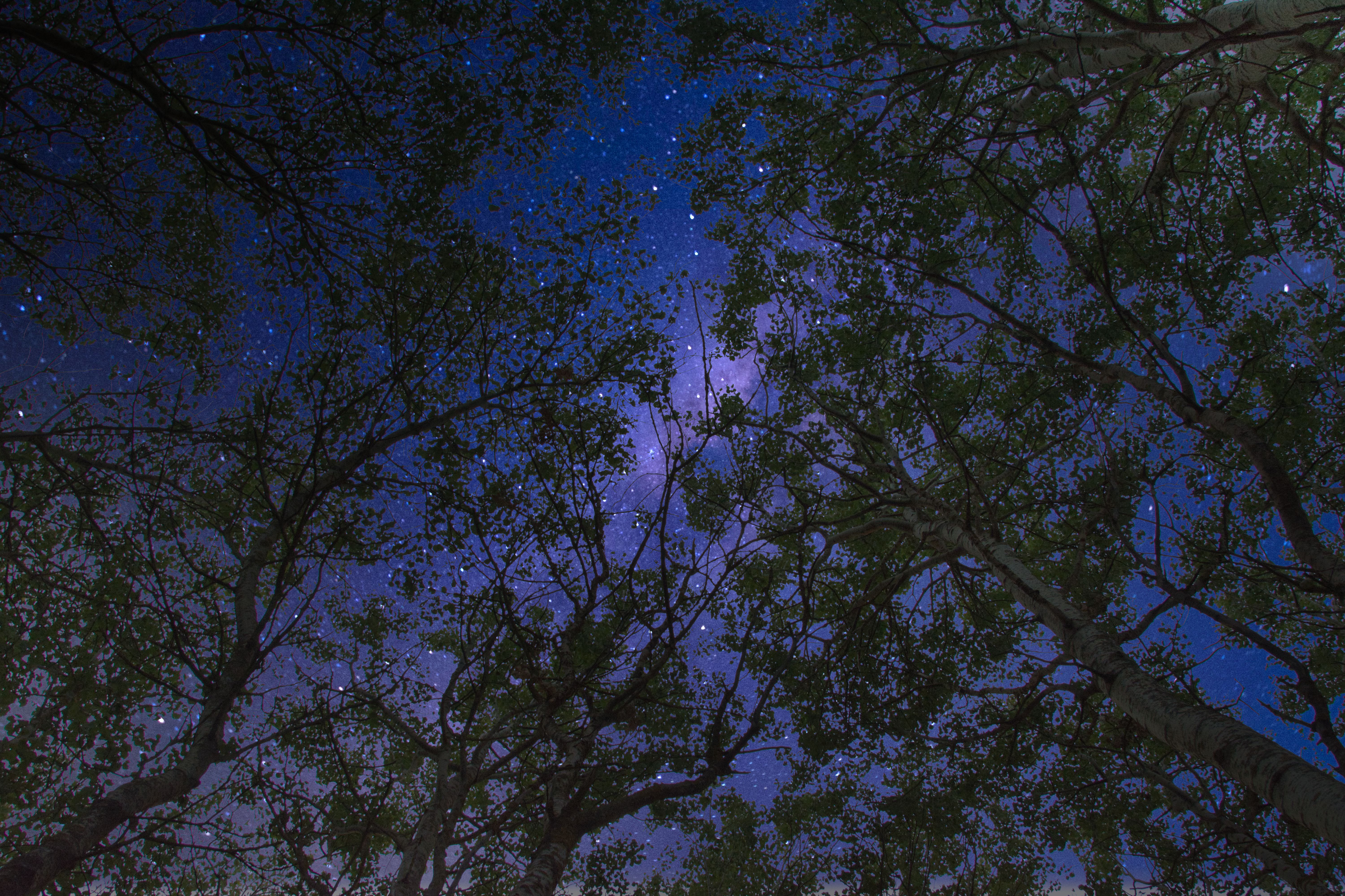 Starry Forest