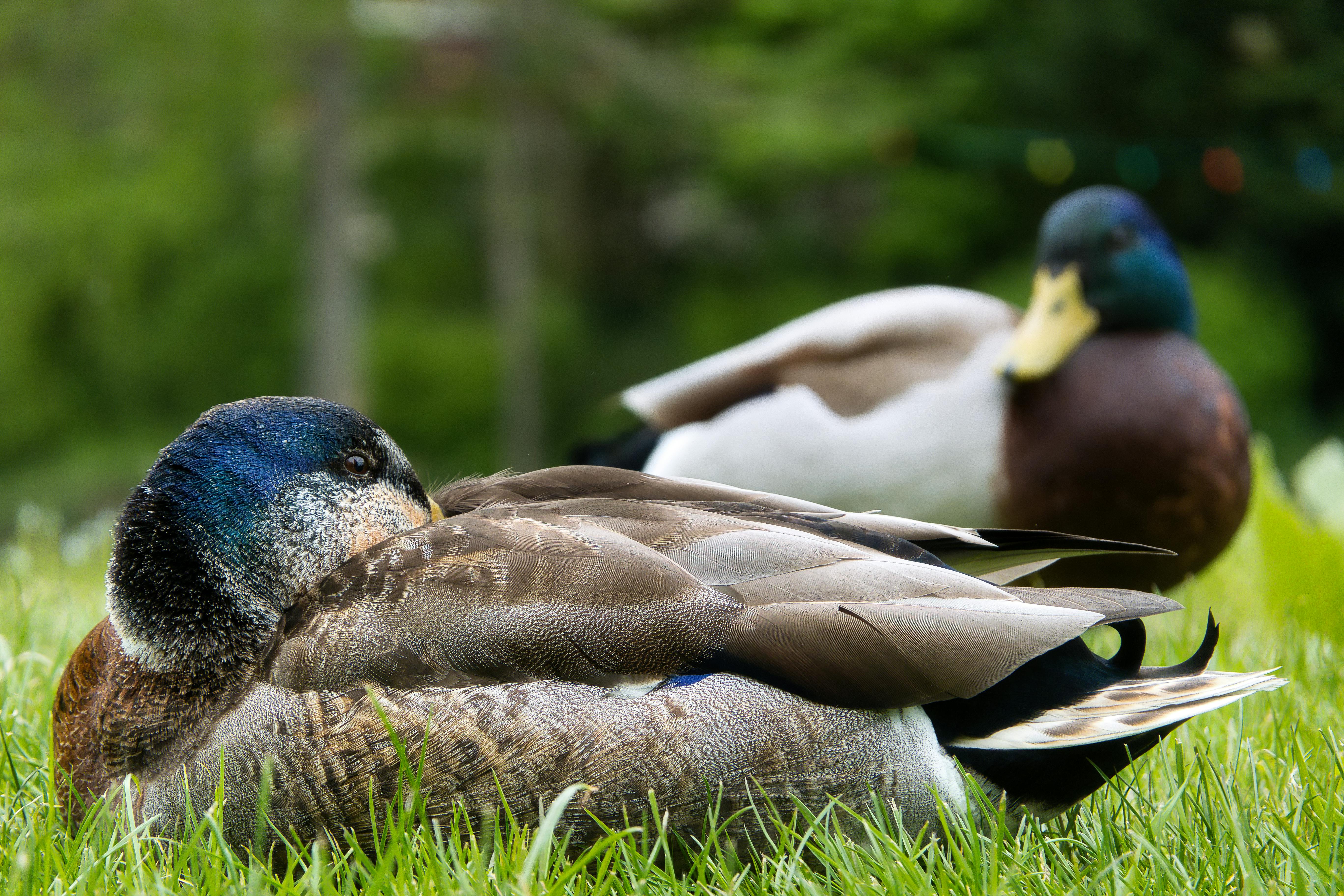Gray Mallard Ducks · Free Stock Photo