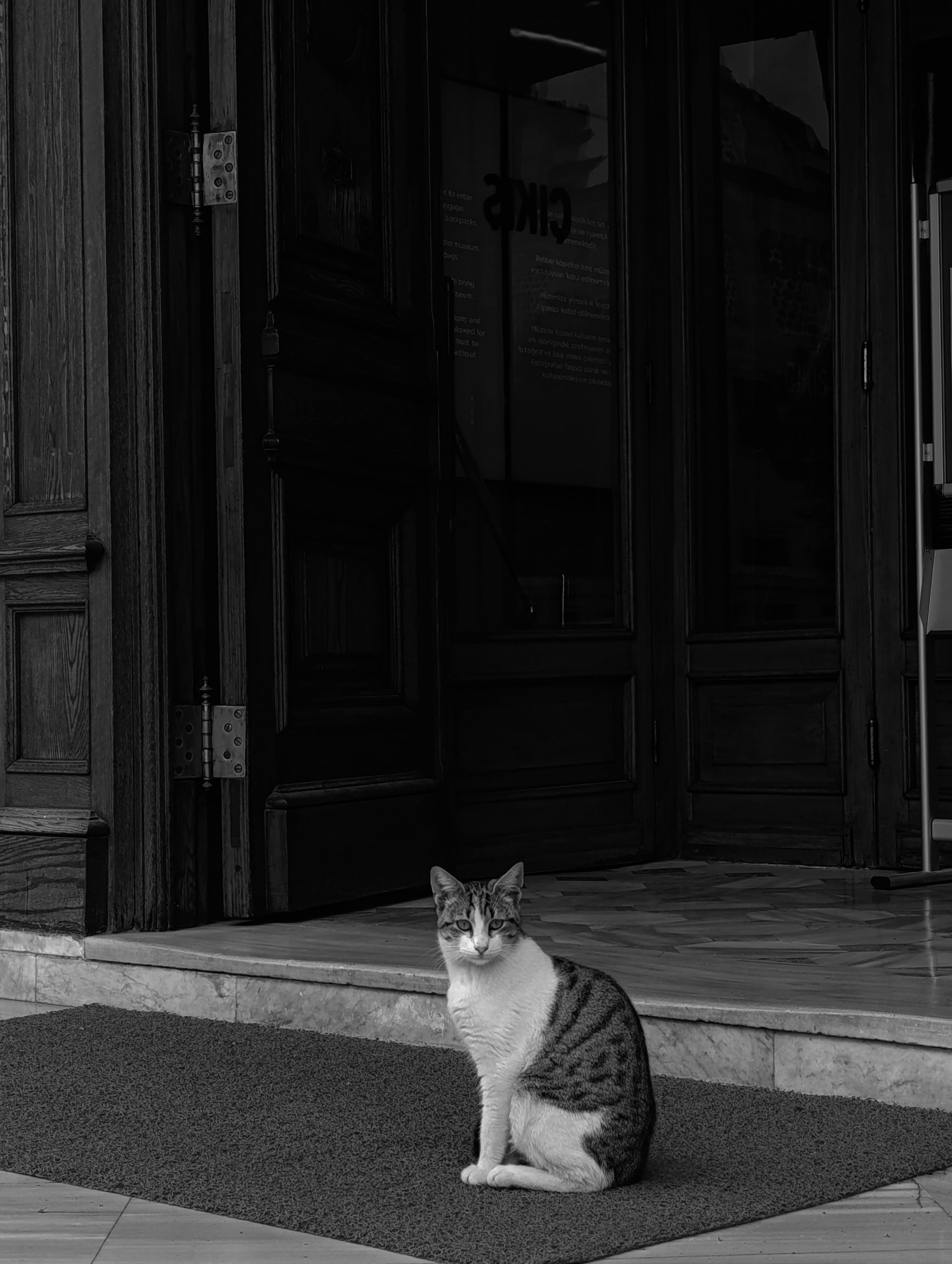 Cat On Mat Photos, Download The BEST Free Cat On Mat Stock Photos & HD ...