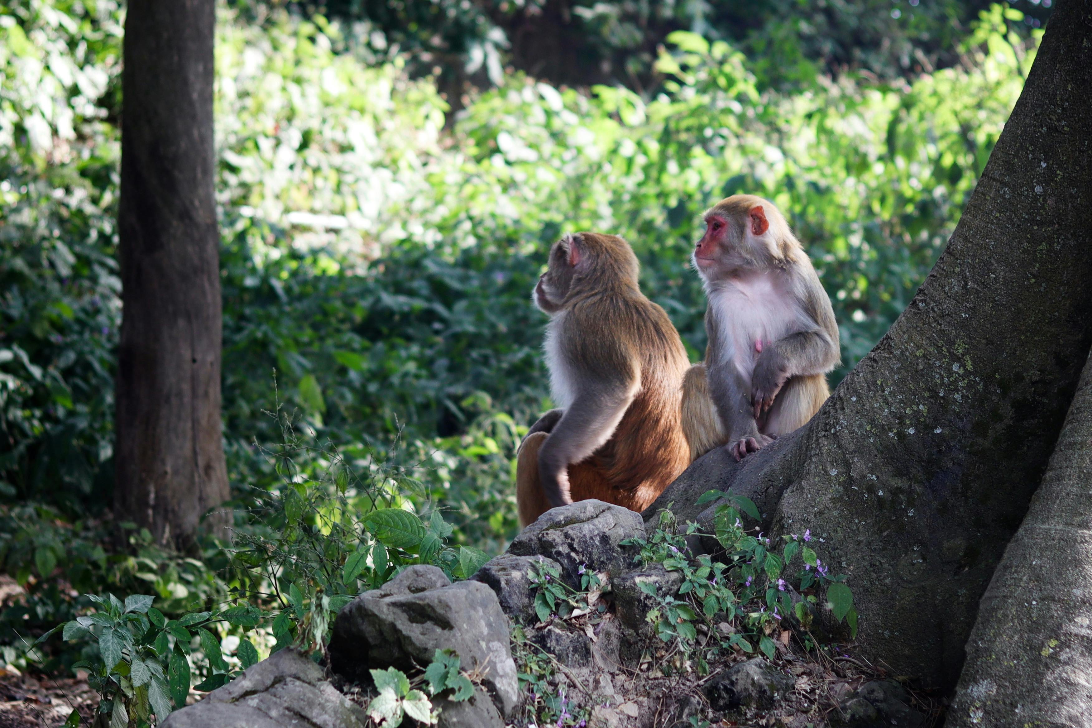 Rhesus Macaques Resting in Forest, Himachal Pradesh · Free Stock Photo