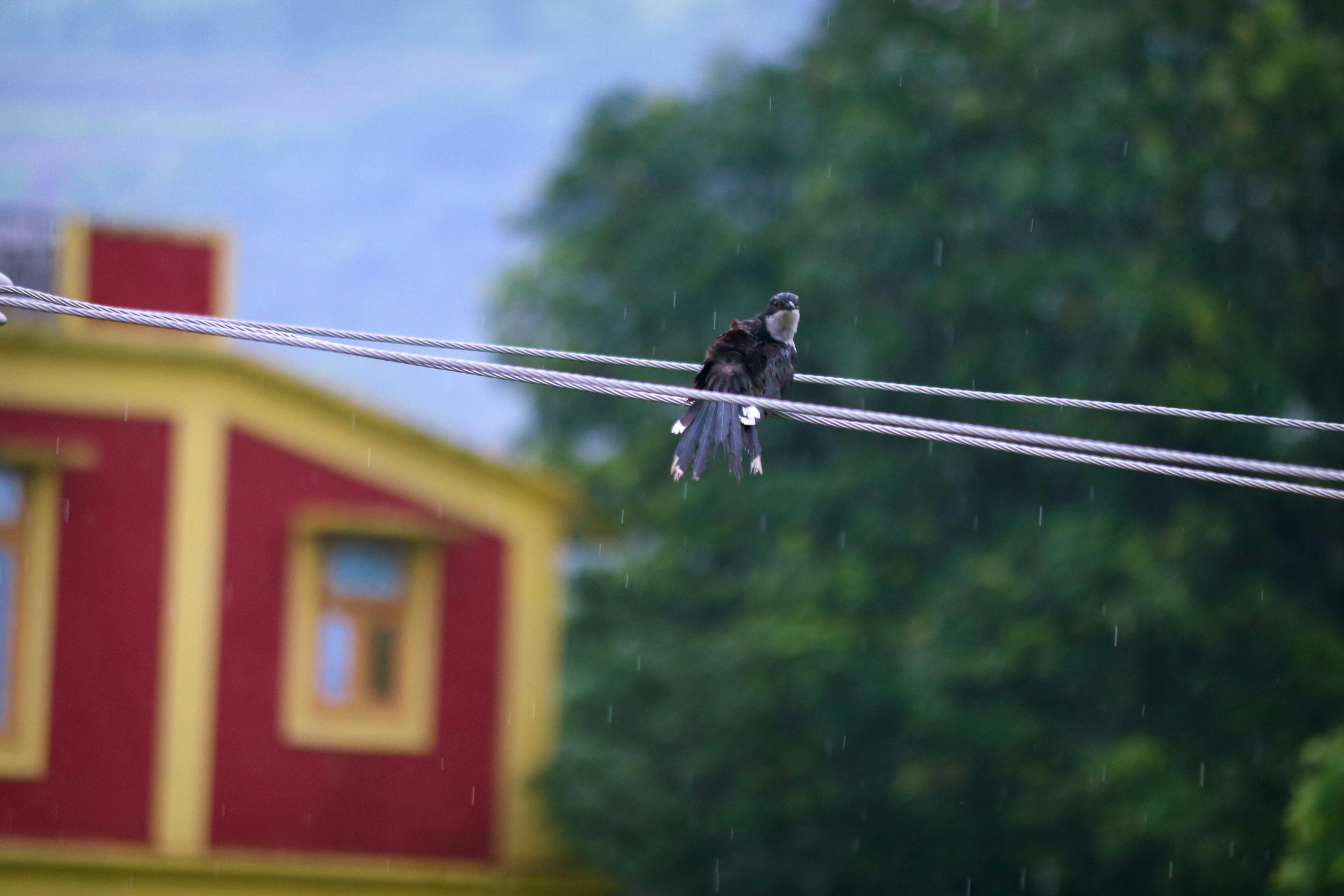 Monsoon Bahrain Photos, Download The BEST Free Monsoon Bahrain Stock ...