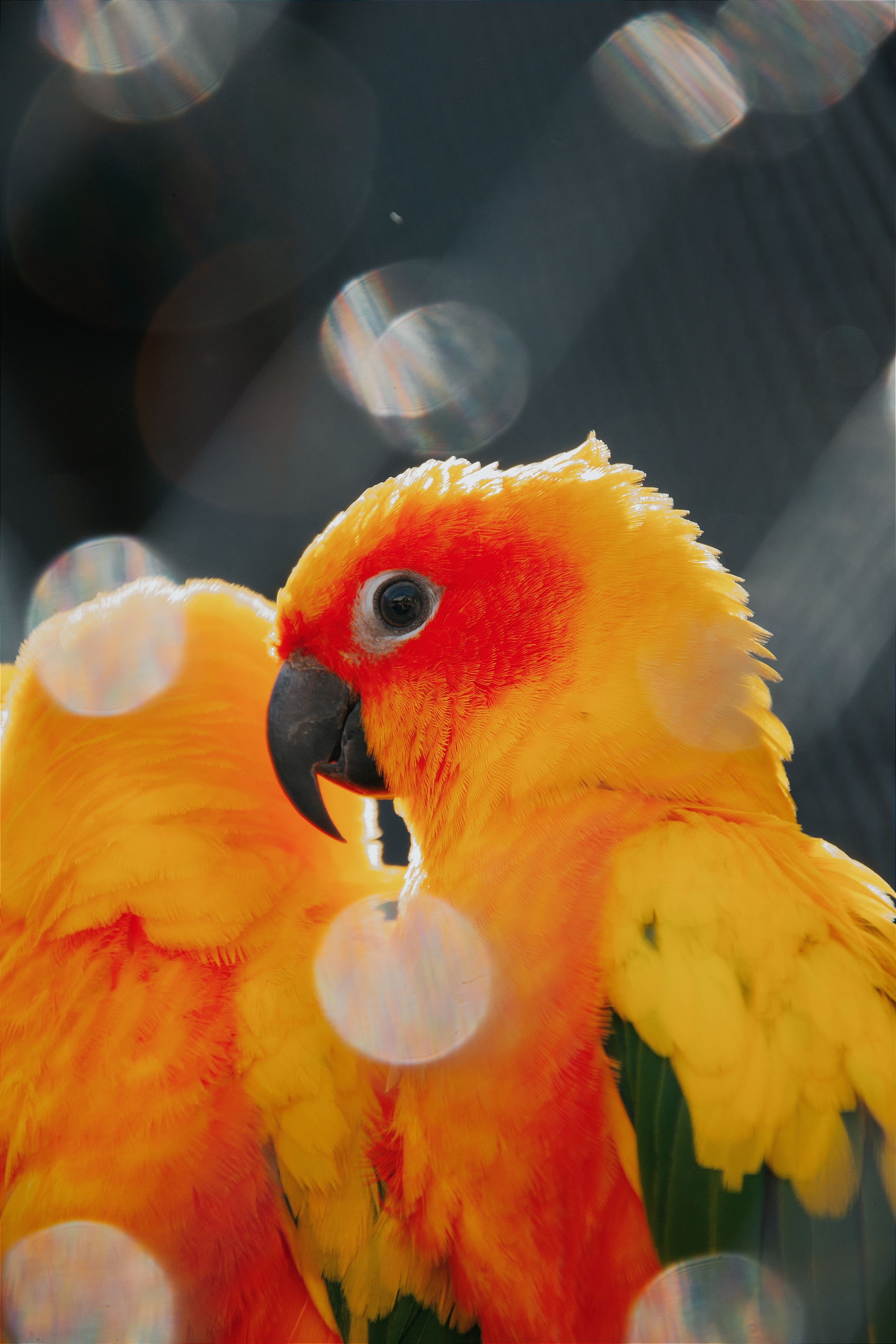 Vibrant Sun Conure Parrot in Bright Light · Free Stock Photo