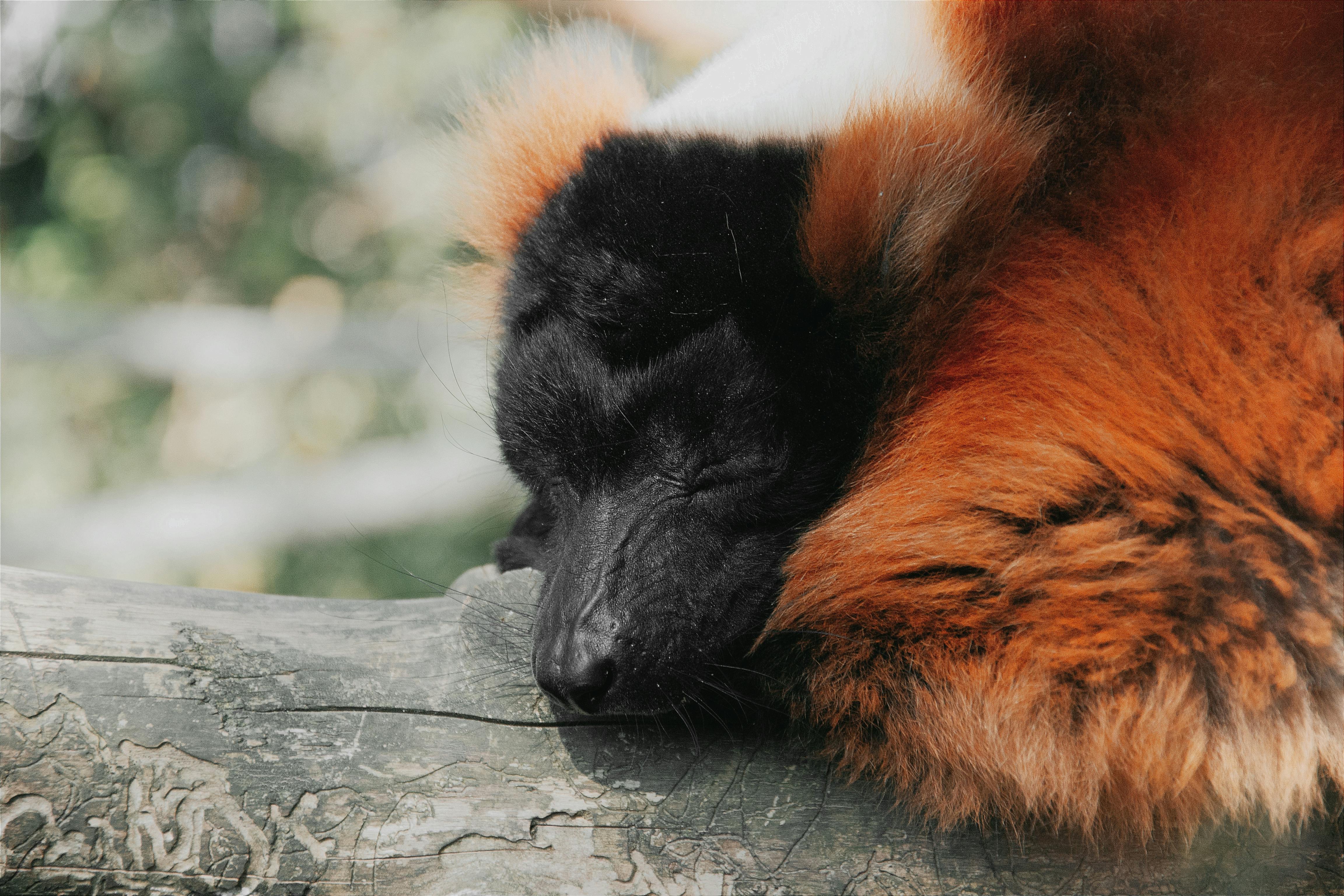 Close-up of Sleeping Red Ruffed Lemur on a Log · Free Stock Photo